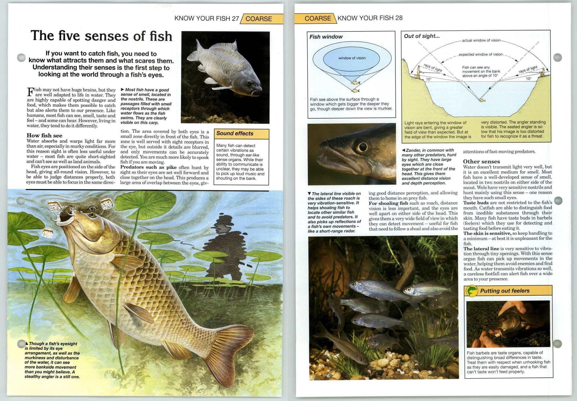 Five Senses Of Fish - Coarse Know Your Fish - The Art Of Fishing Page