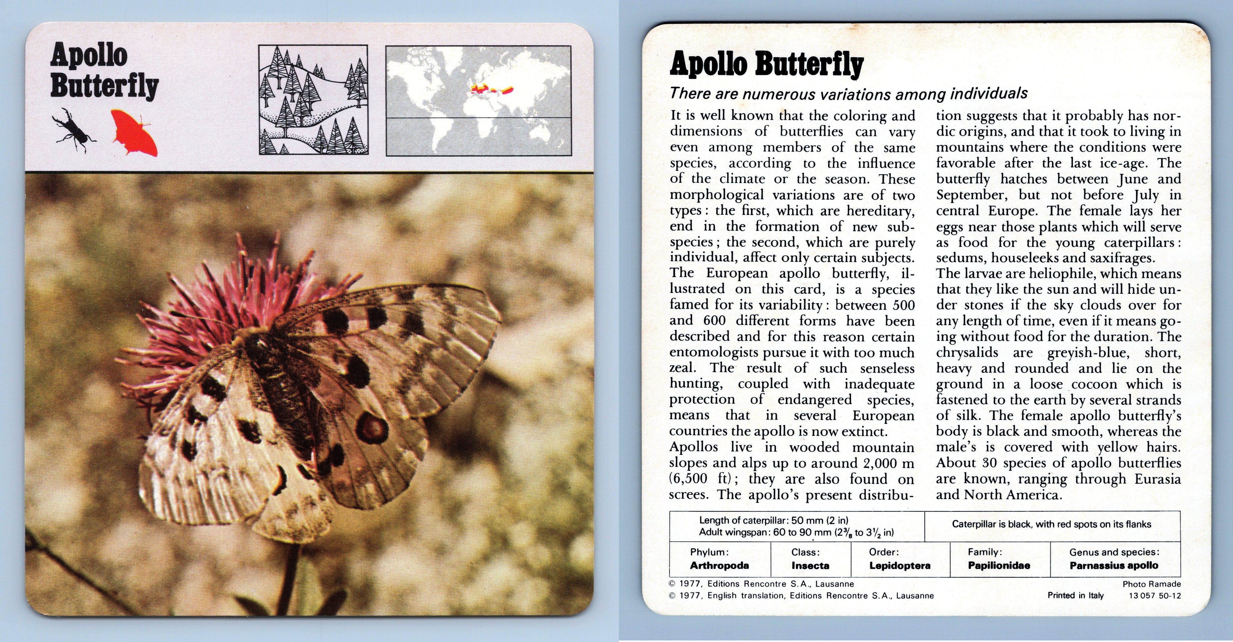Apollo Butterfly - Insects - 1970's Rencontre Safari Wildlife Card
