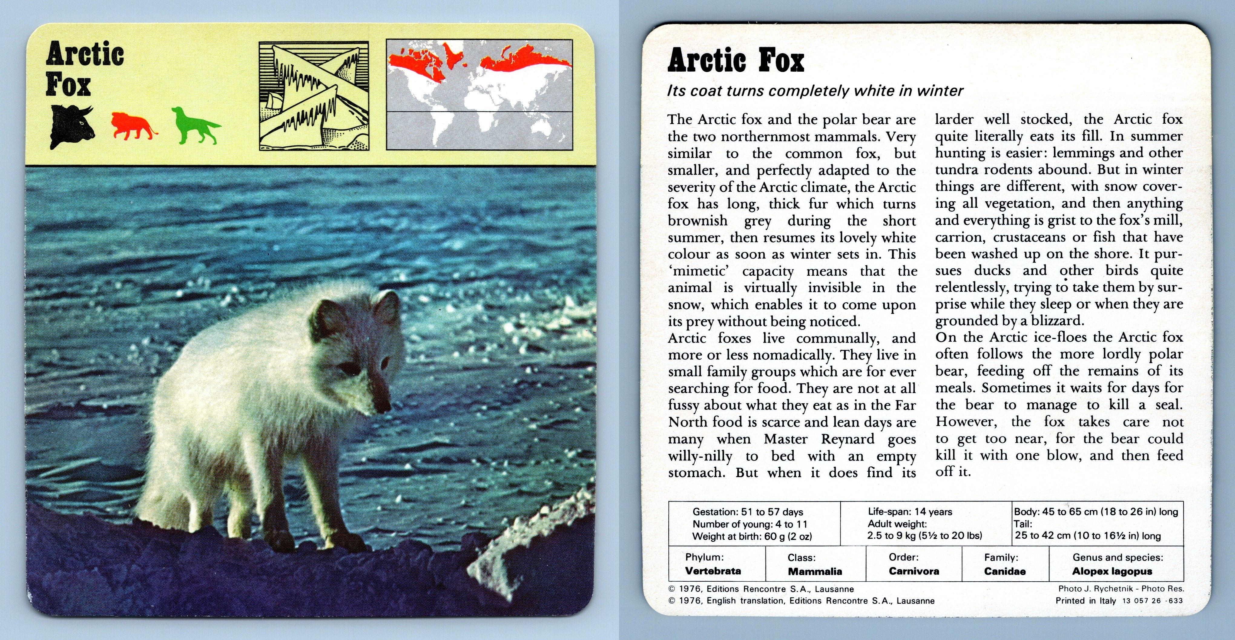 Arctic Fox - Mammals - 1970's Rencontre Safari Wildlife Card