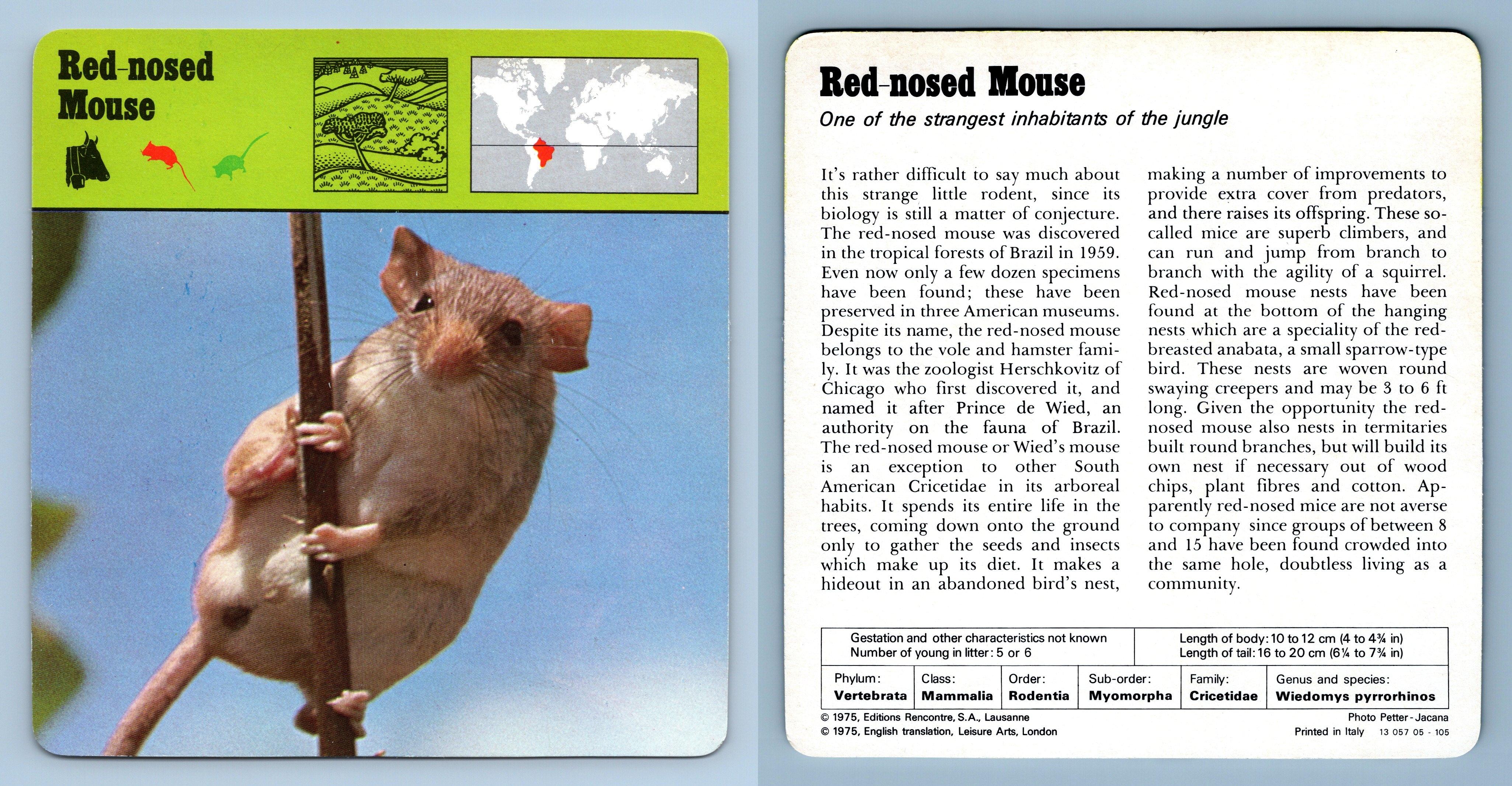 Red-Nosed Mouse - Mammals - 1970's Rencontre Safari Wildlife Card