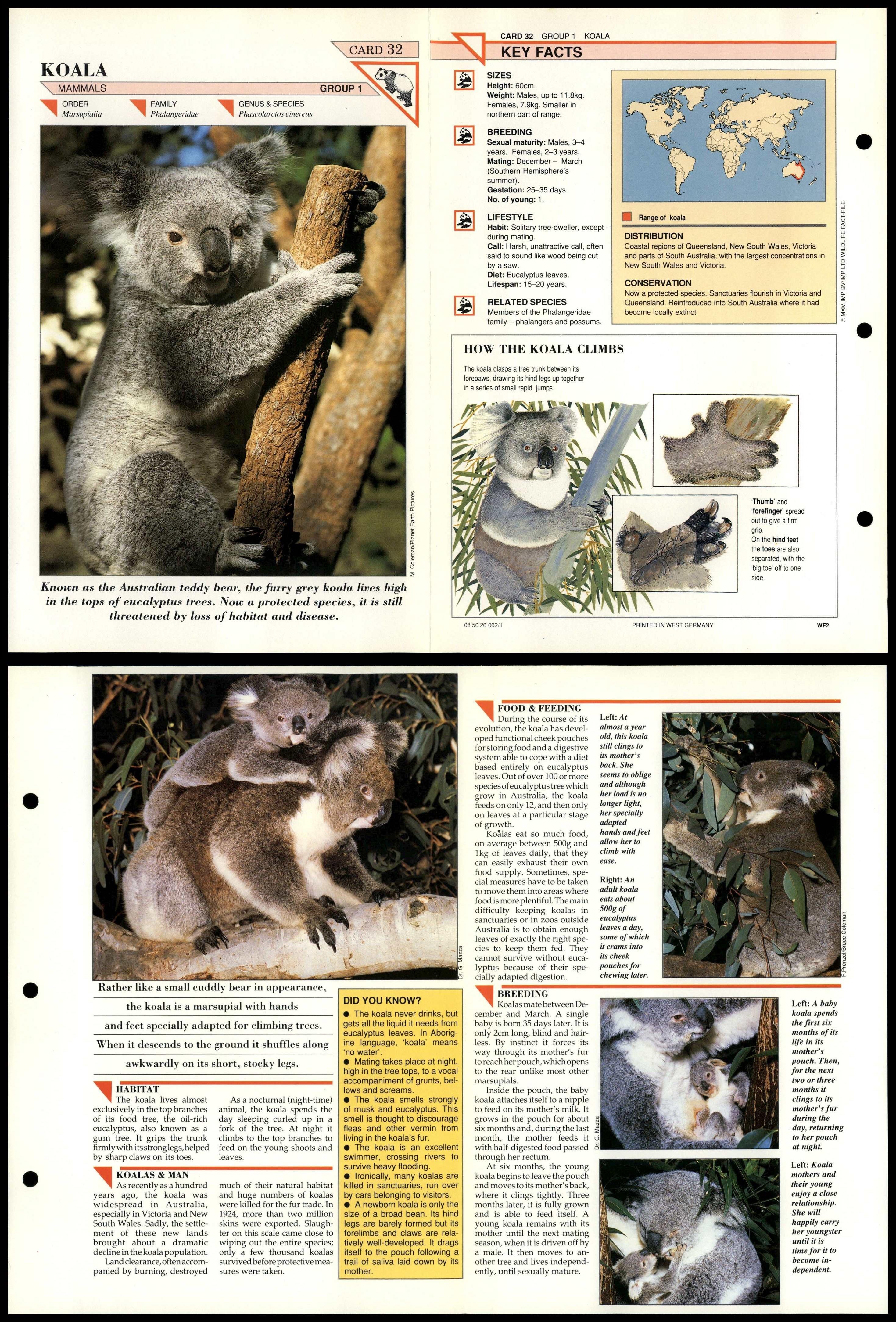 Koala #32 Mammals Wildlife Fact File Fold-Out Card | eBay