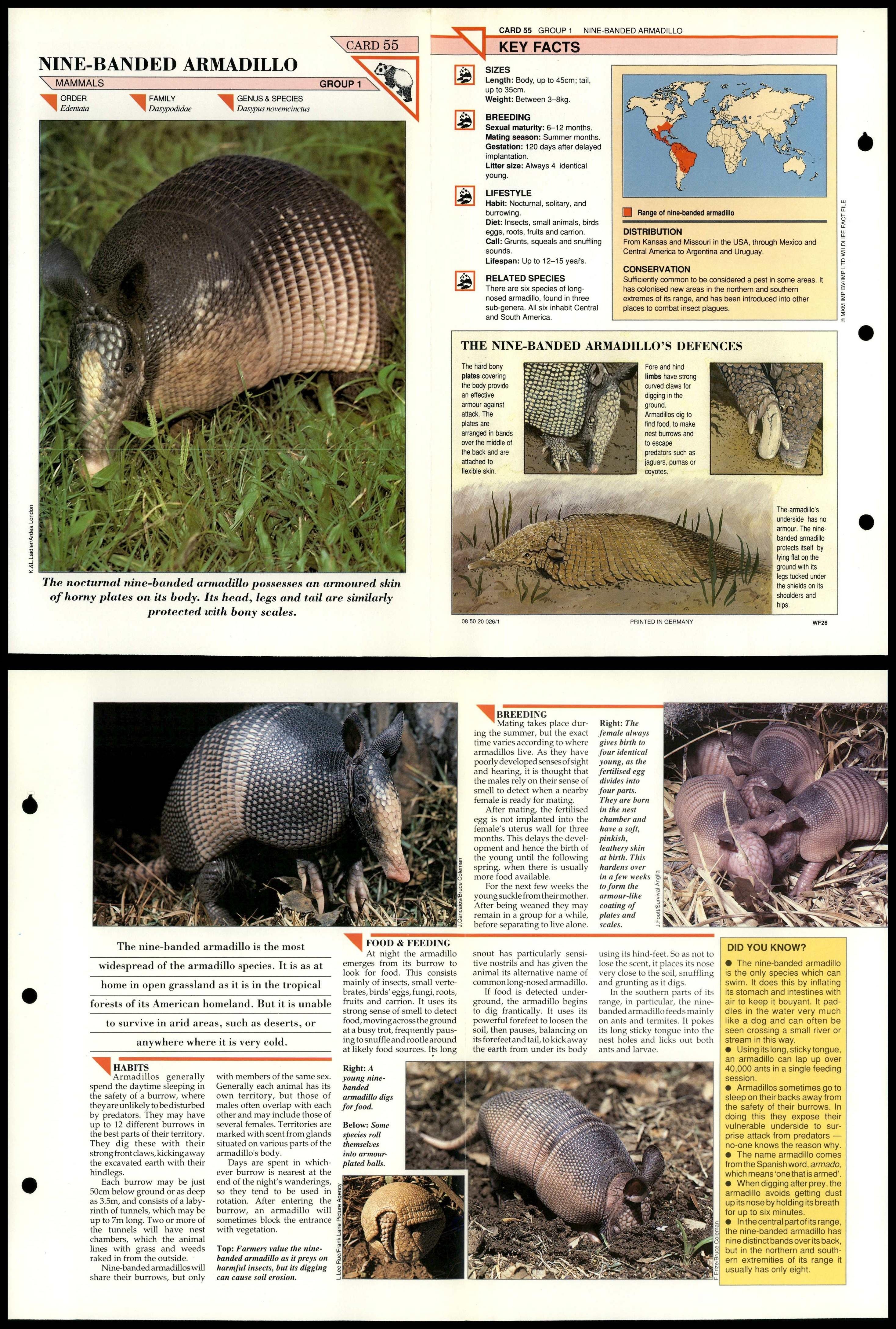 Nine-Bearded Armadillo #55 Mammals Wildlife Fact File Fold-Out Card