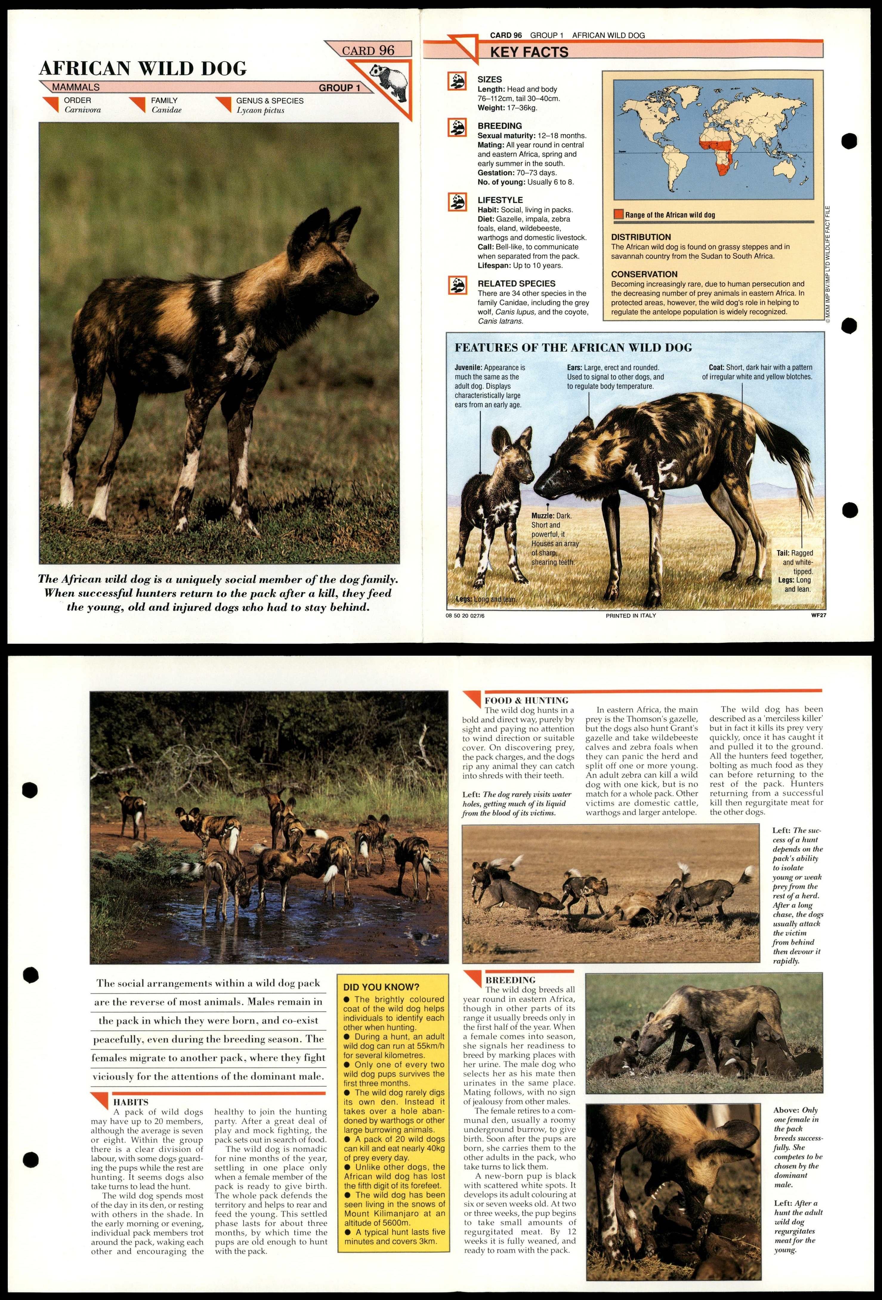 AFRICAN WILD DOG #96 Mammals Wildlife Fact File Fold-Out Card £1.99 ...