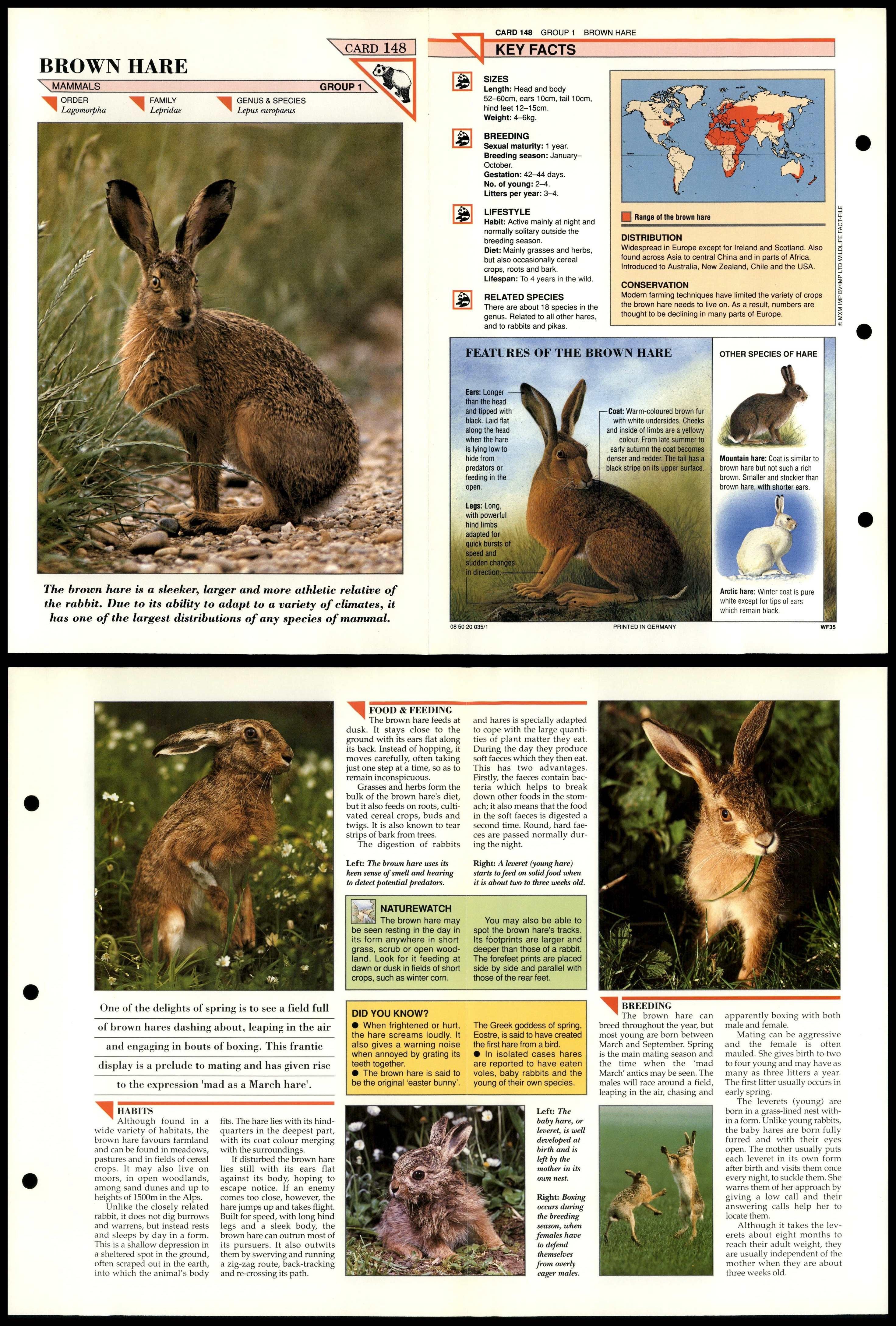 Brown Hare #148 Mammals Wildlife Fact File Fold-Out Card