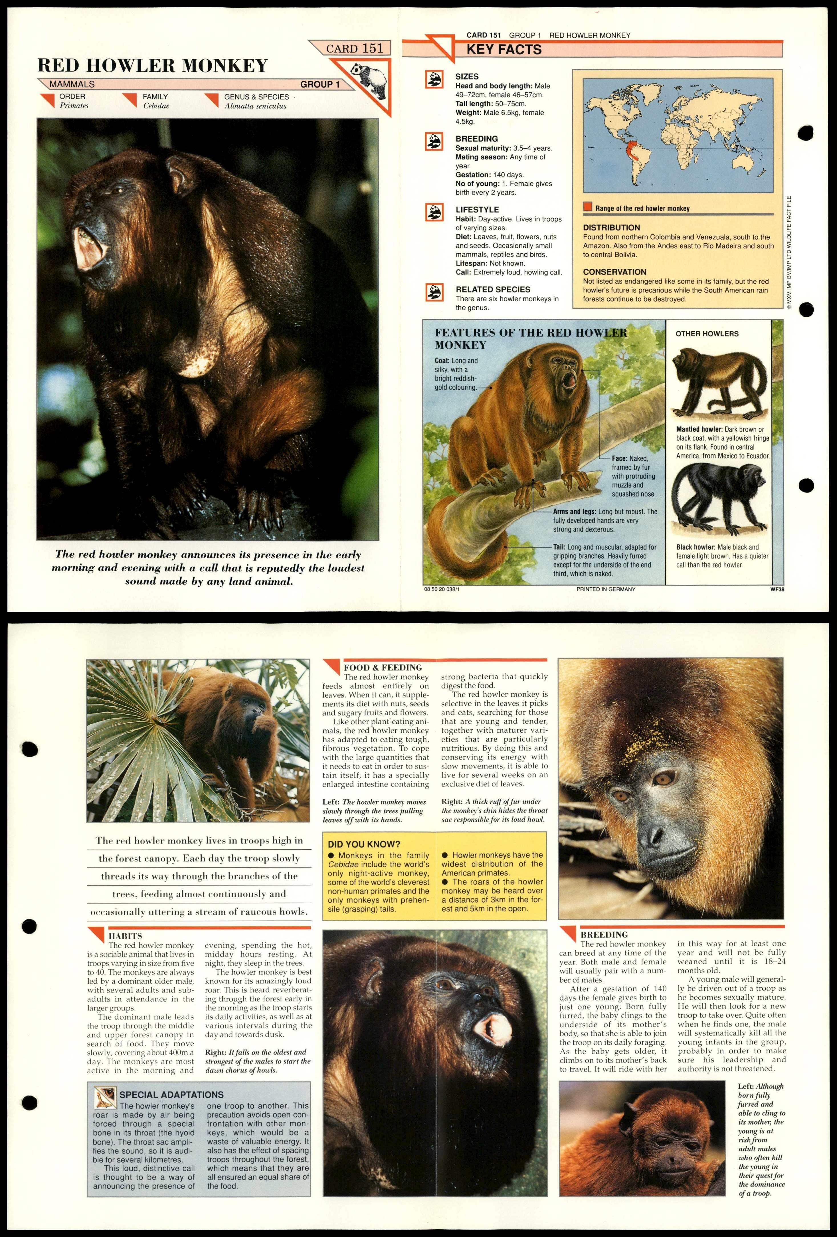 Red Howler Monkey #151 Mammals Wildlife Fact File Fold-Out Card