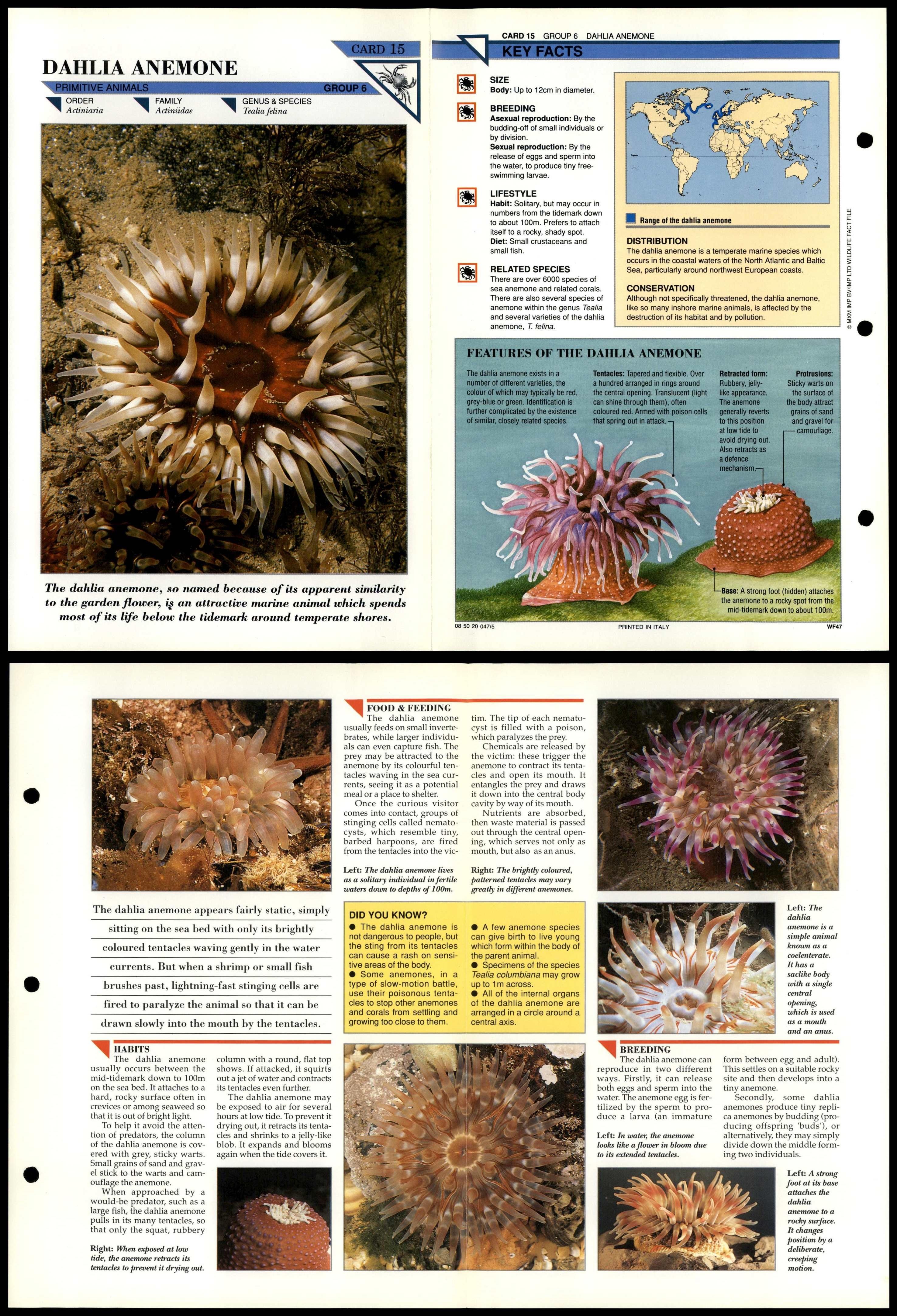 Dahlia Anemone #15 Primitive Wildlife Fact File Fold-Out Card