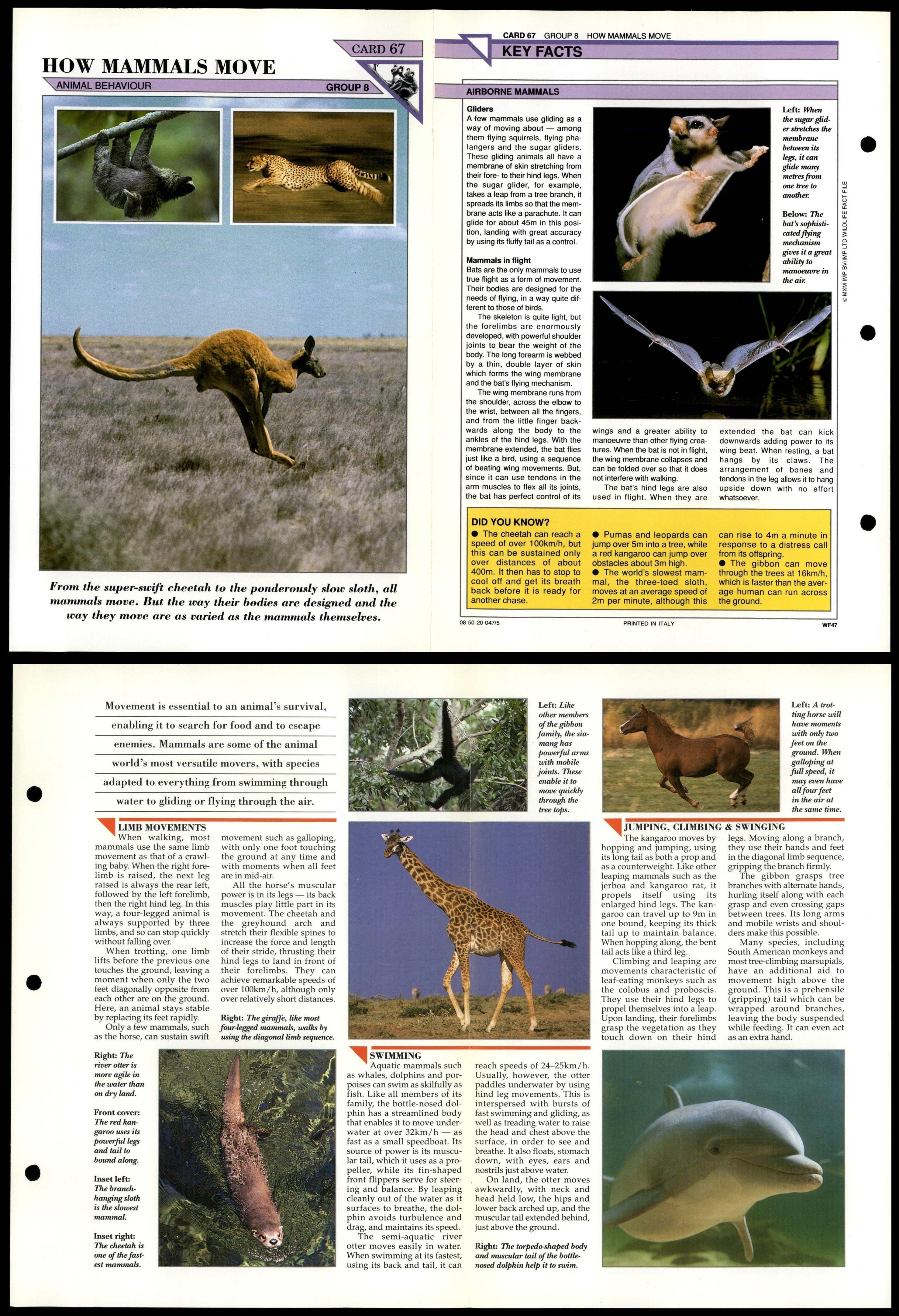 How Mammals Move #67 Behaviour Wildlife Fact File Fold-Out Card