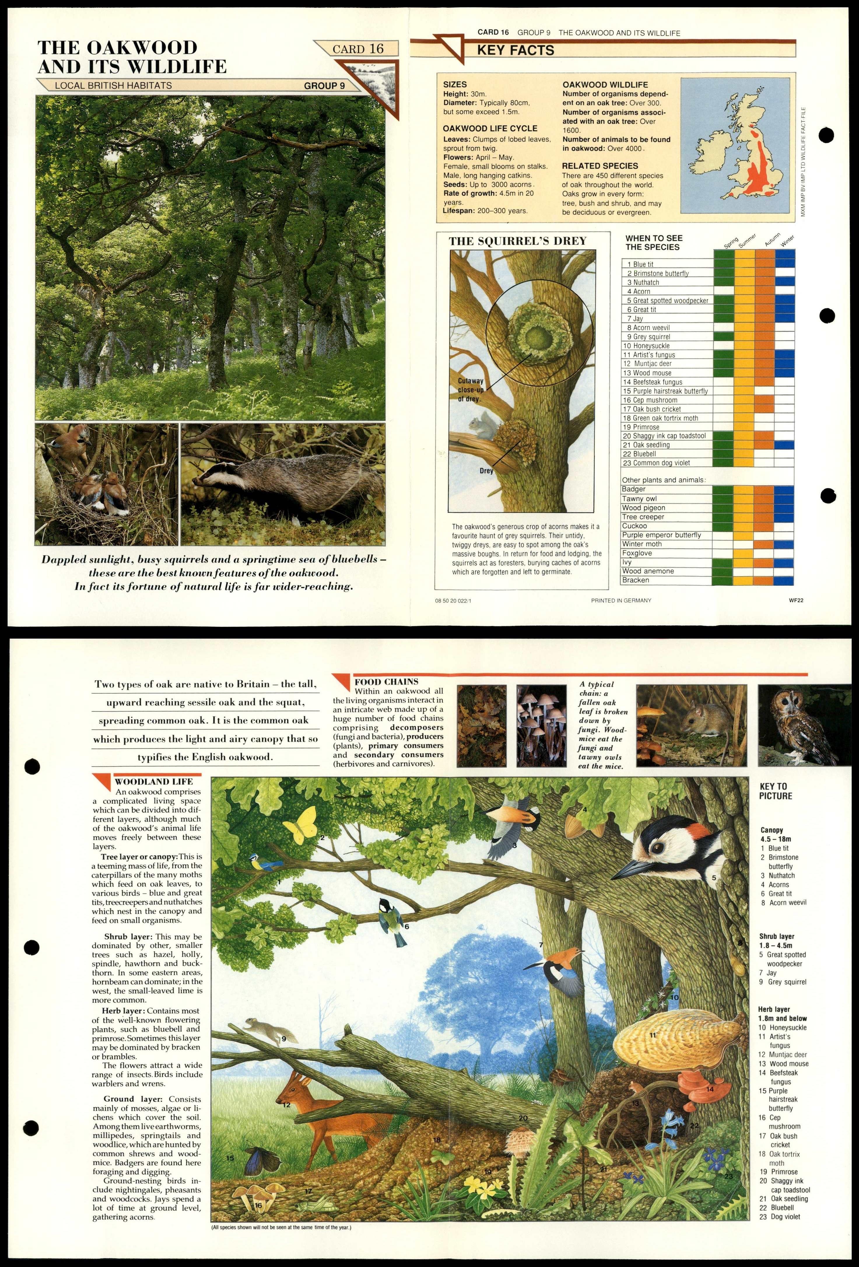 The Oakwood & It's Wildlife #16 Habitats Wildlife Fact File Fold-Out Card