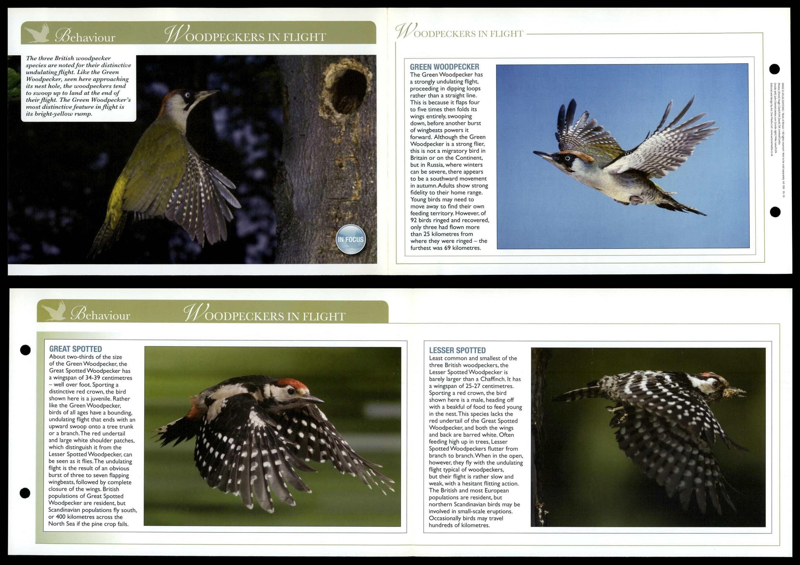 Woodpeckers In Flight - Behaviour - Birds Of Britain Atlas Editions ...