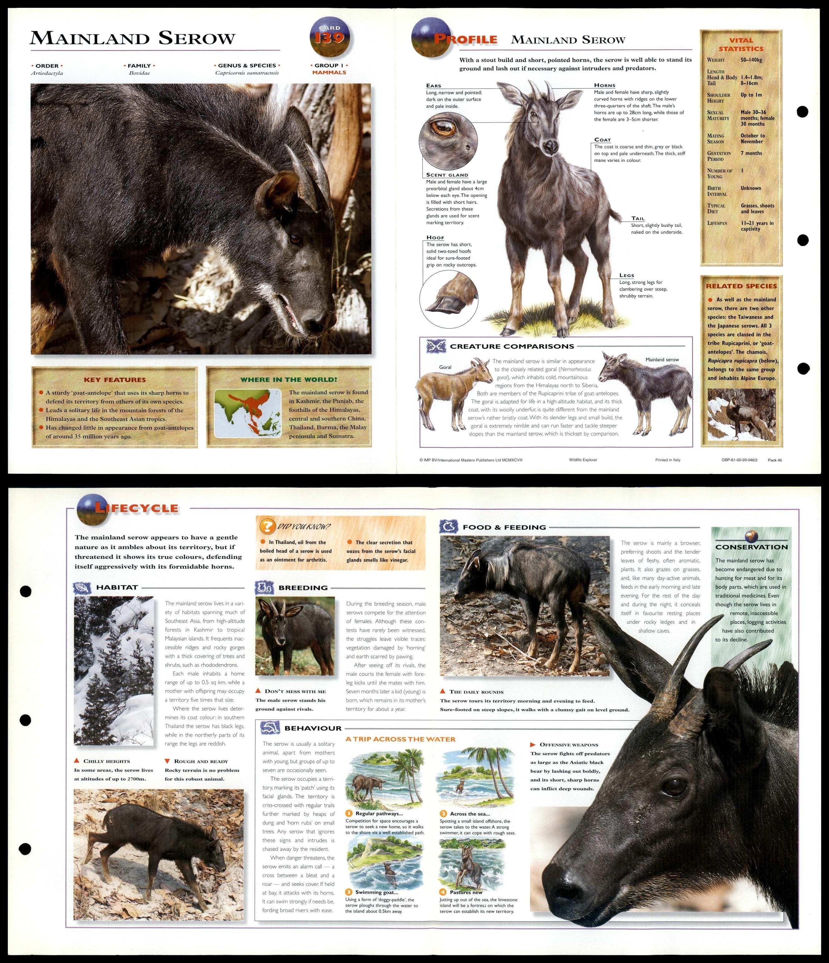 Mainland Serow #139 Mammals - Wildlife Explorer Fold-Out Card