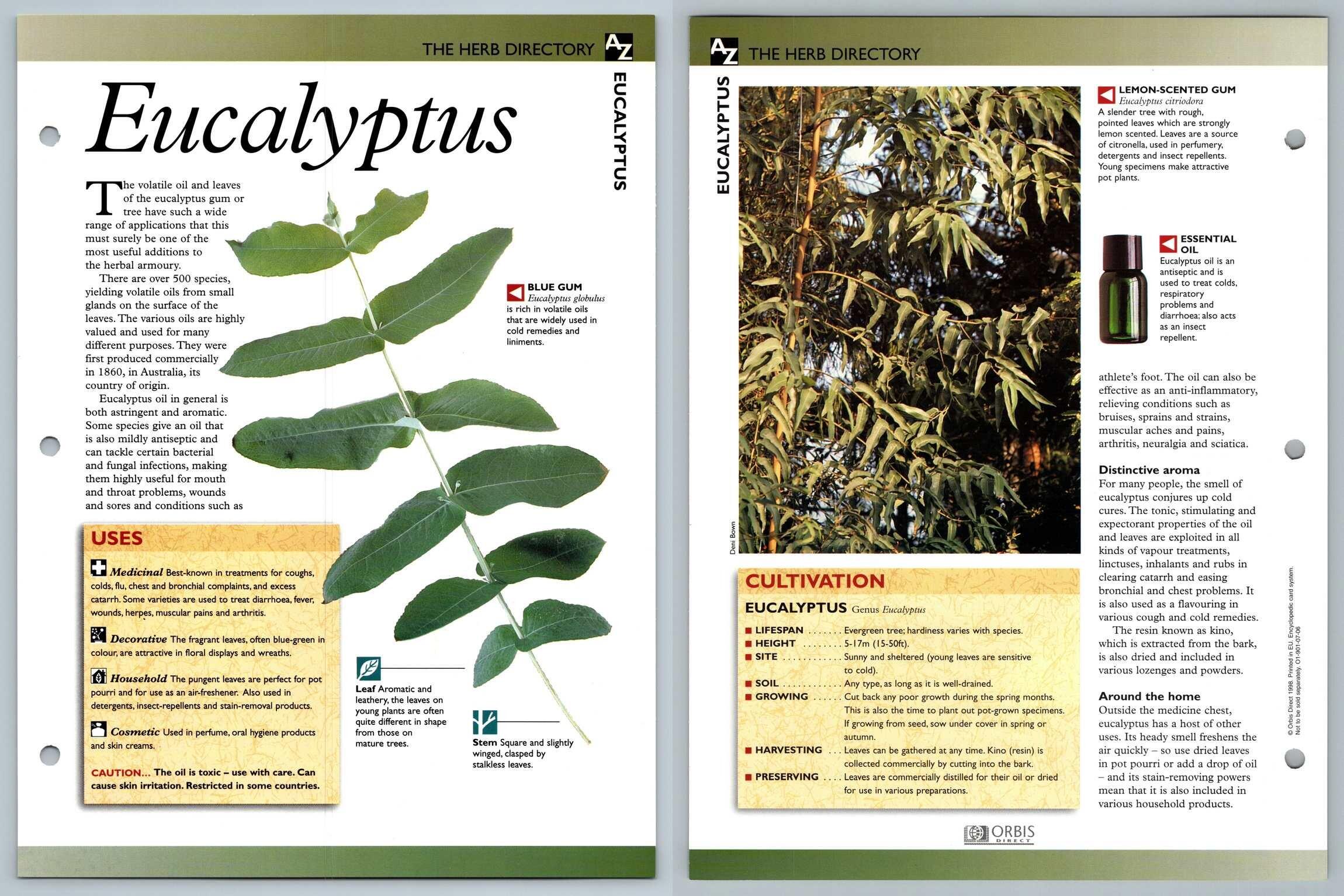 Eucalyptus - Directory - Secret World Of Herbs Fact File Card
