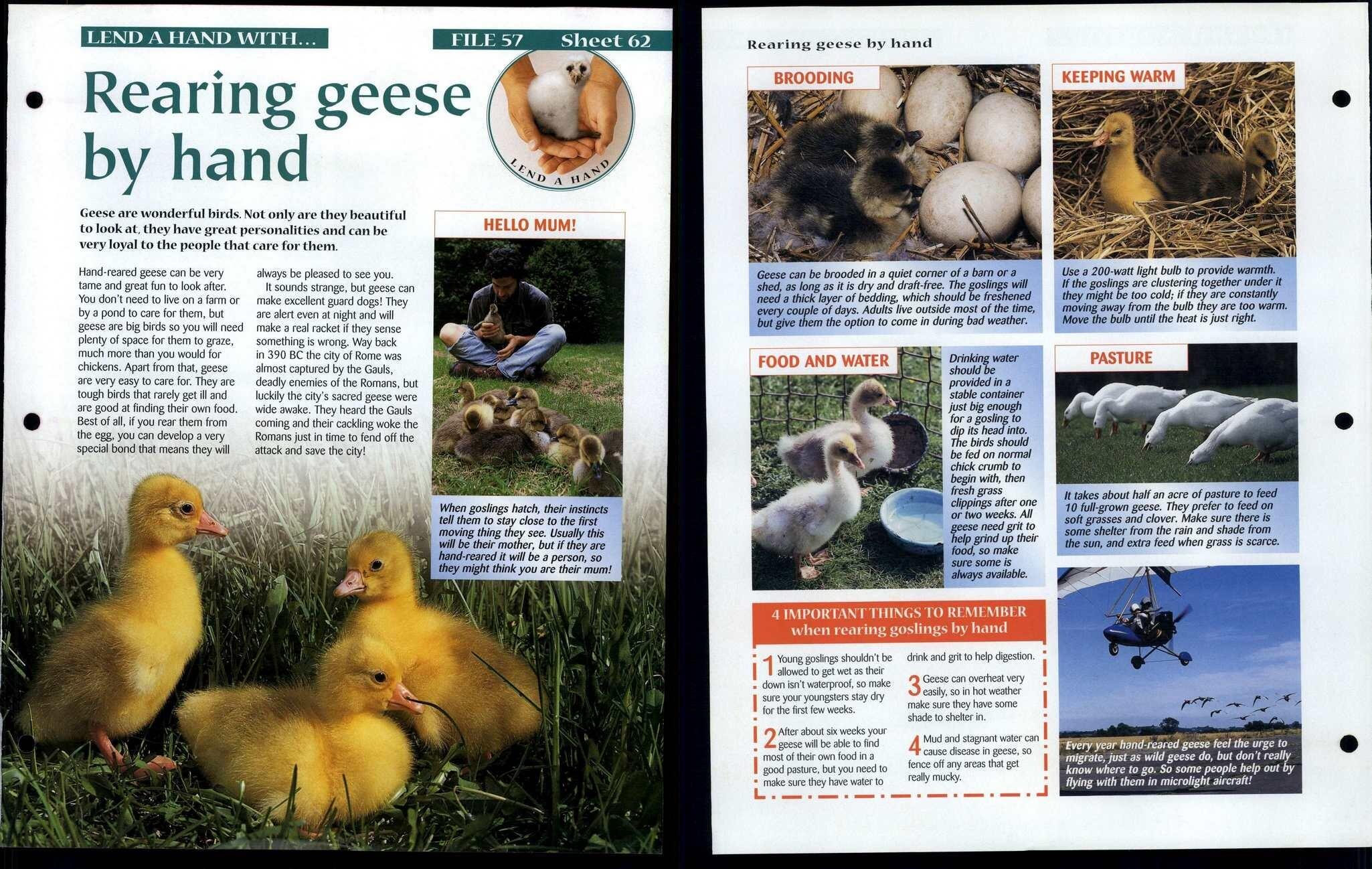 Rearing Geese #62 Lend A Hand Animals, Animals, Animals Fact File Page