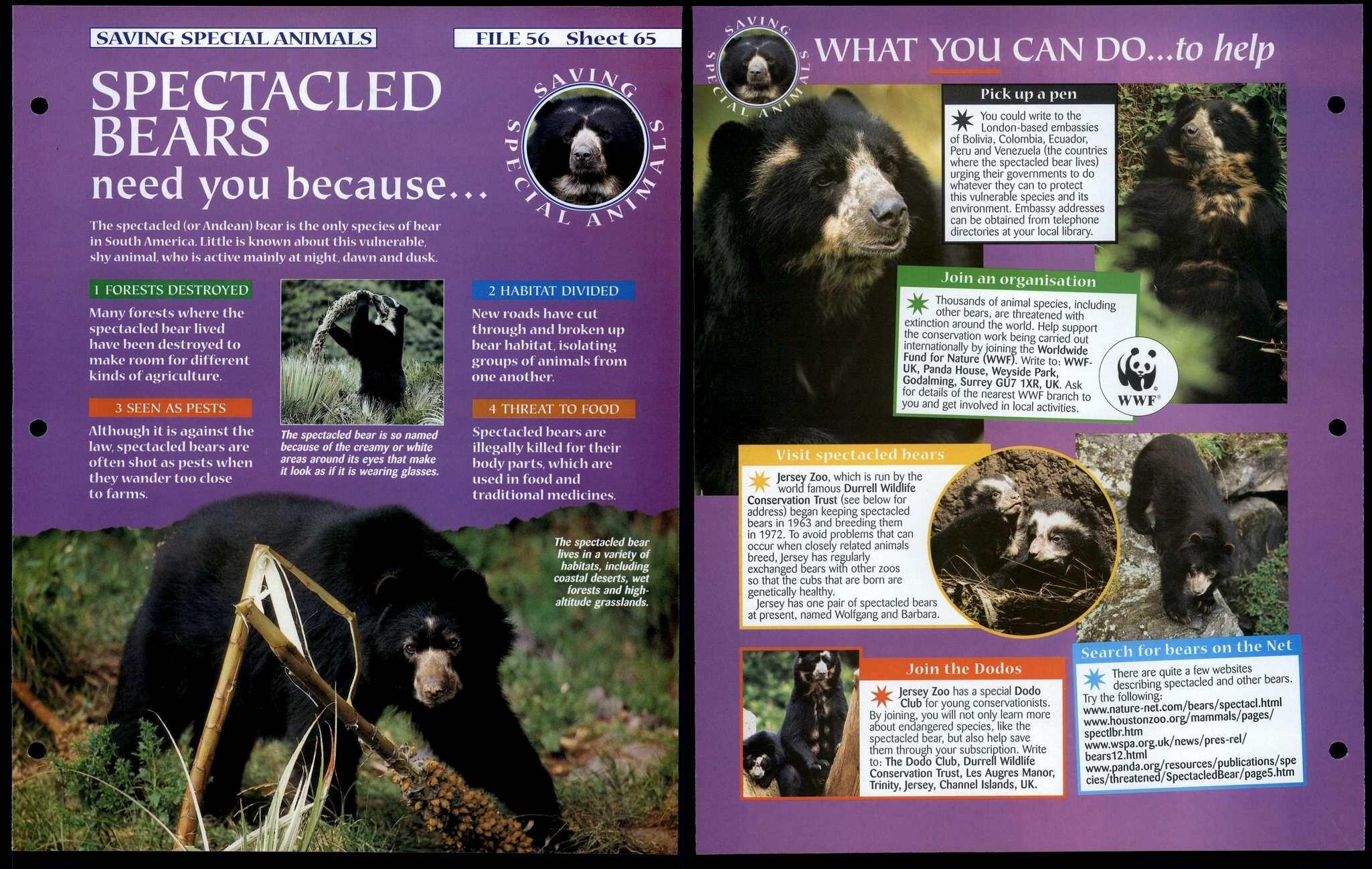 Spectacled Bears #65 Saving Special Animals, Animals, Animals Fact File ...