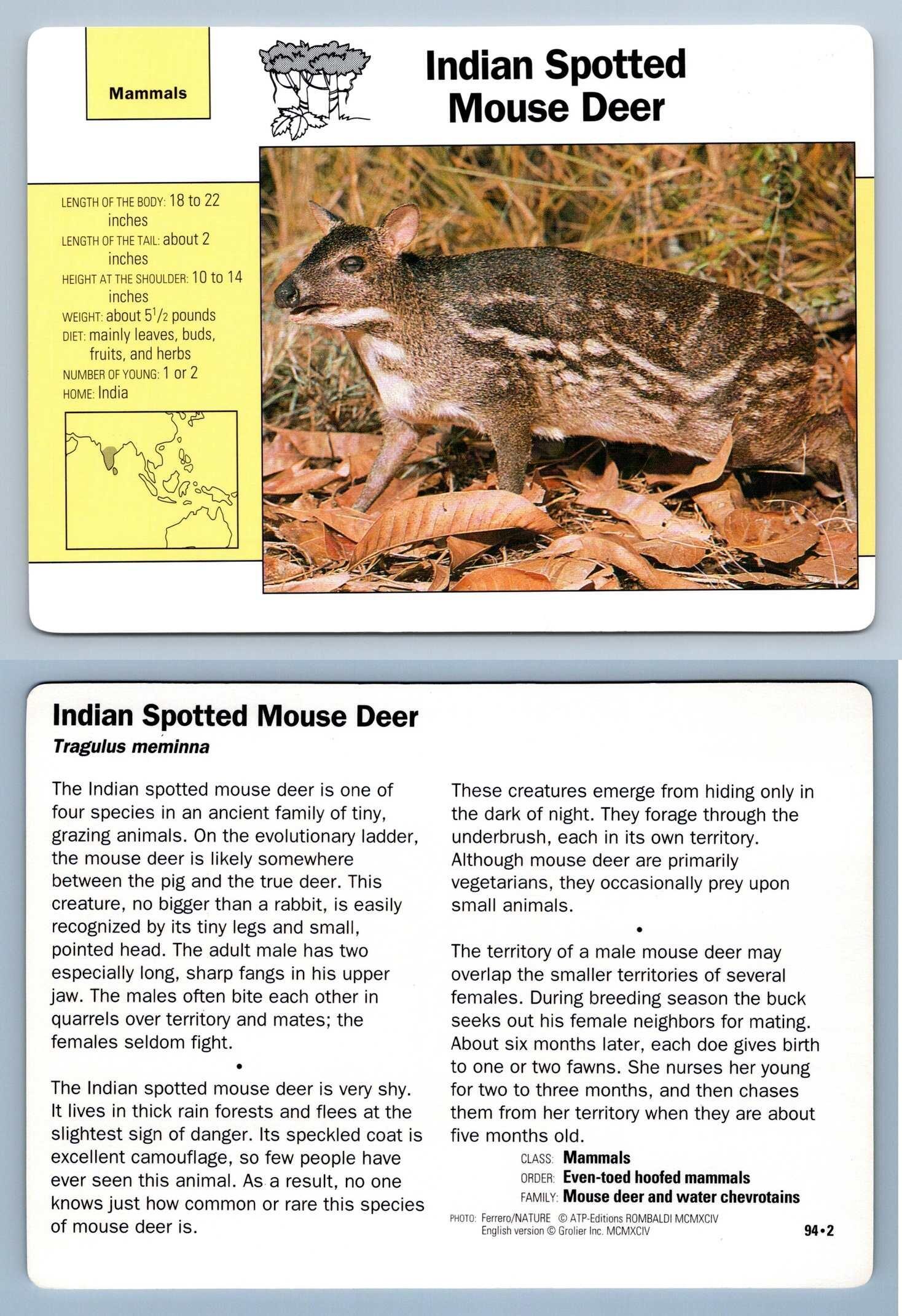 Indian Spotted Mouse Deer #94.2 Mammals - Grolier Wildlife Adventure Card