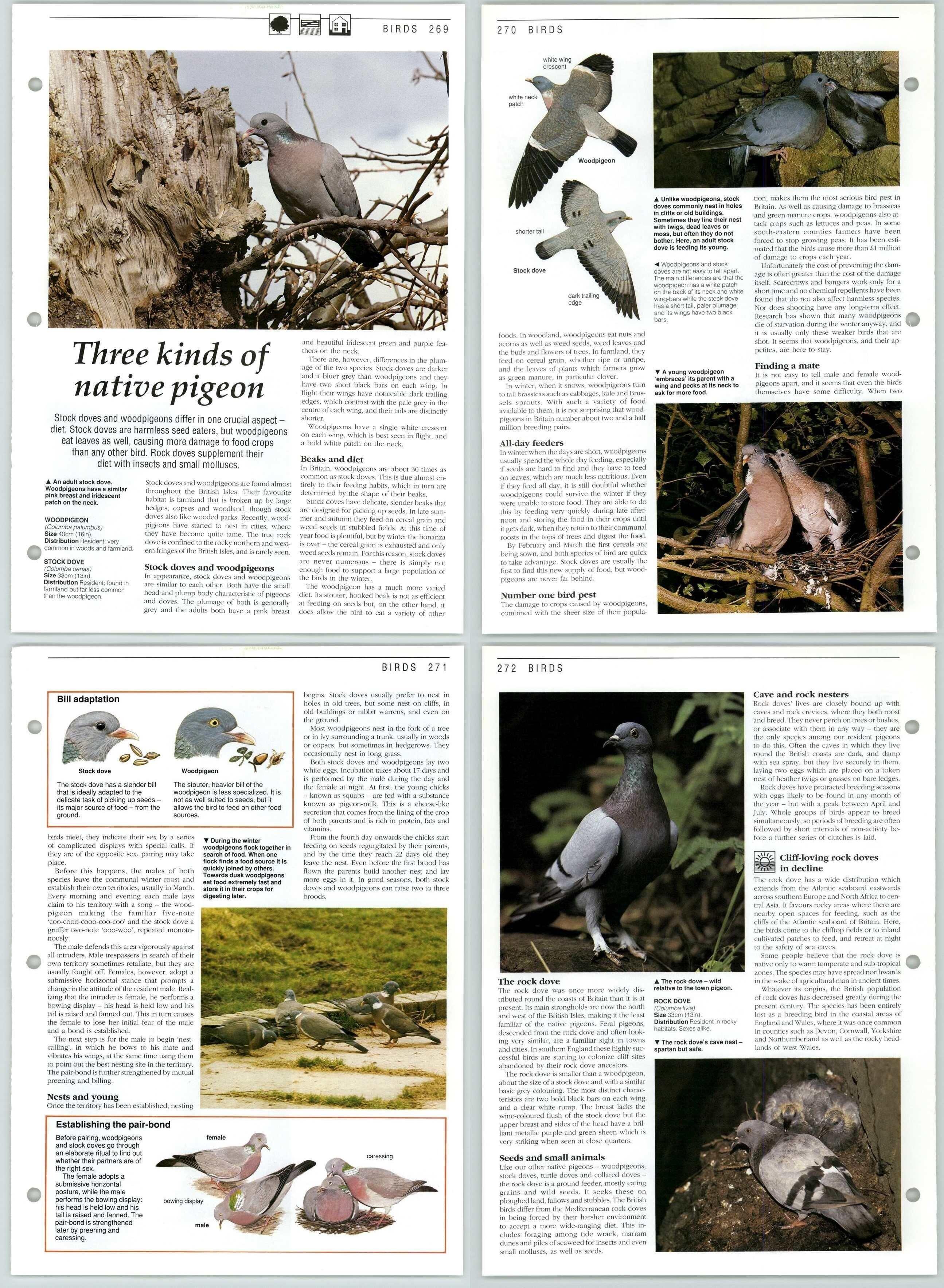 Three Kinds Of Native Pigeon - Birds - The Living Countryside 2 Pages