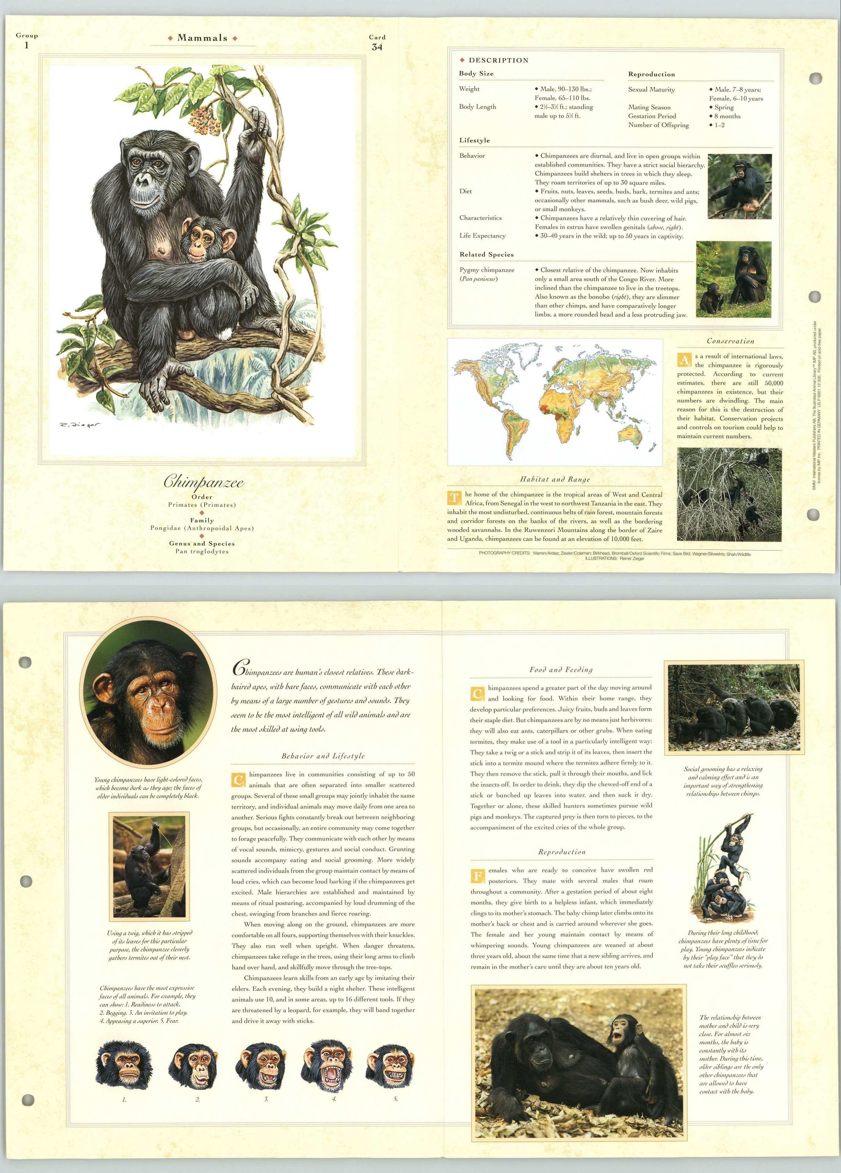 Chimpanzee #34 Mammals - The Illustrated Animal Library Fold-out Page ...