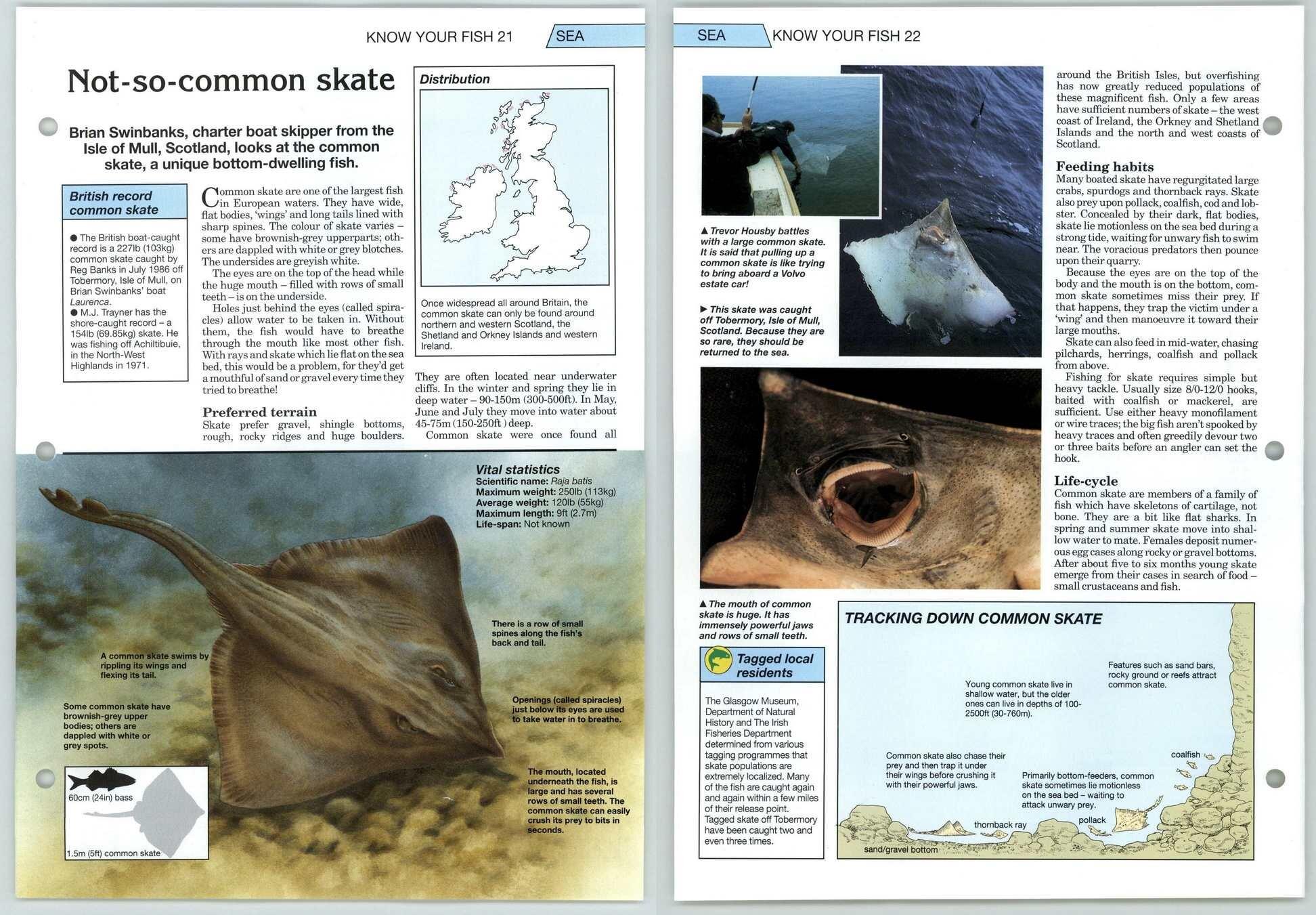 Not So Common Skate - Sea Know Your Fish - The Art Of Fishing Page