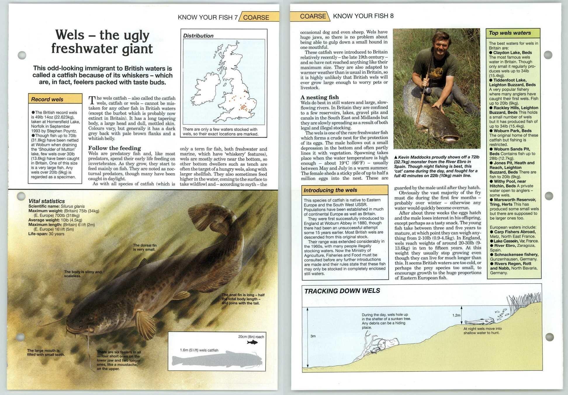 Wels - Coarse Know Your Fish - The Art Of Fishing Page