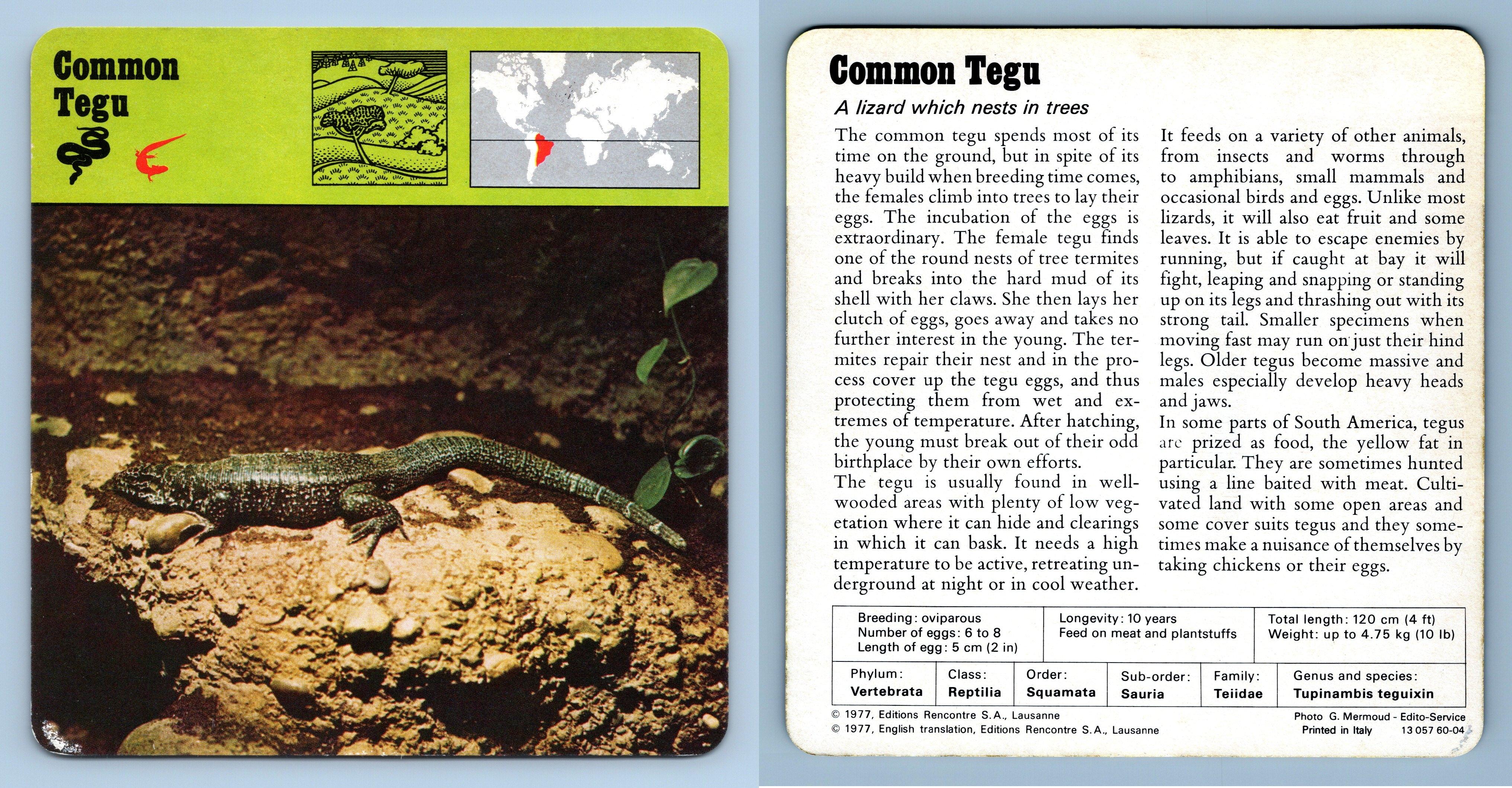 Common Tegu - Reptiles - 1970's Rencontre Safari Wildlife Card