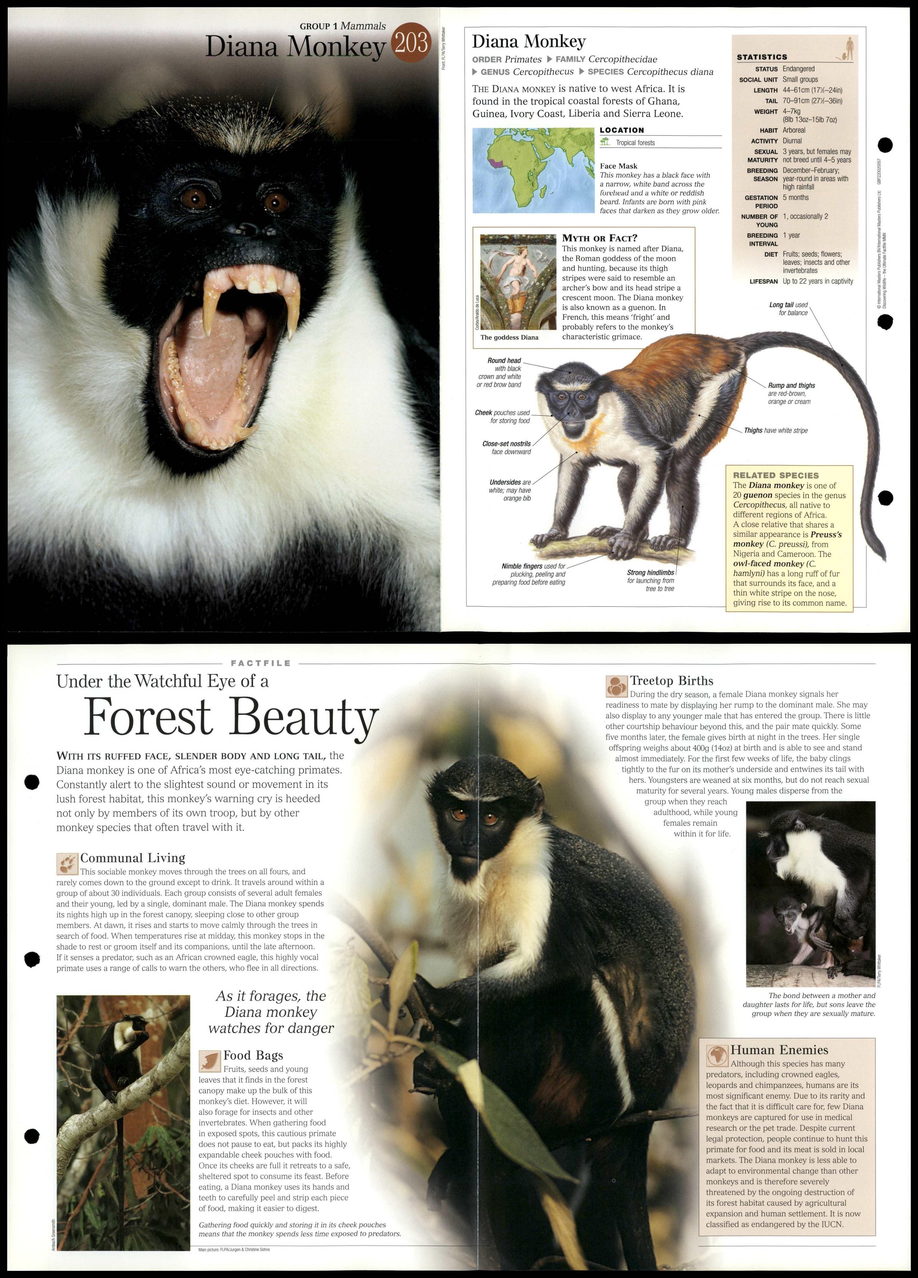 Diana Monkey #203 Mammals - Discovering Wildlife Fact File Fold-Out Card