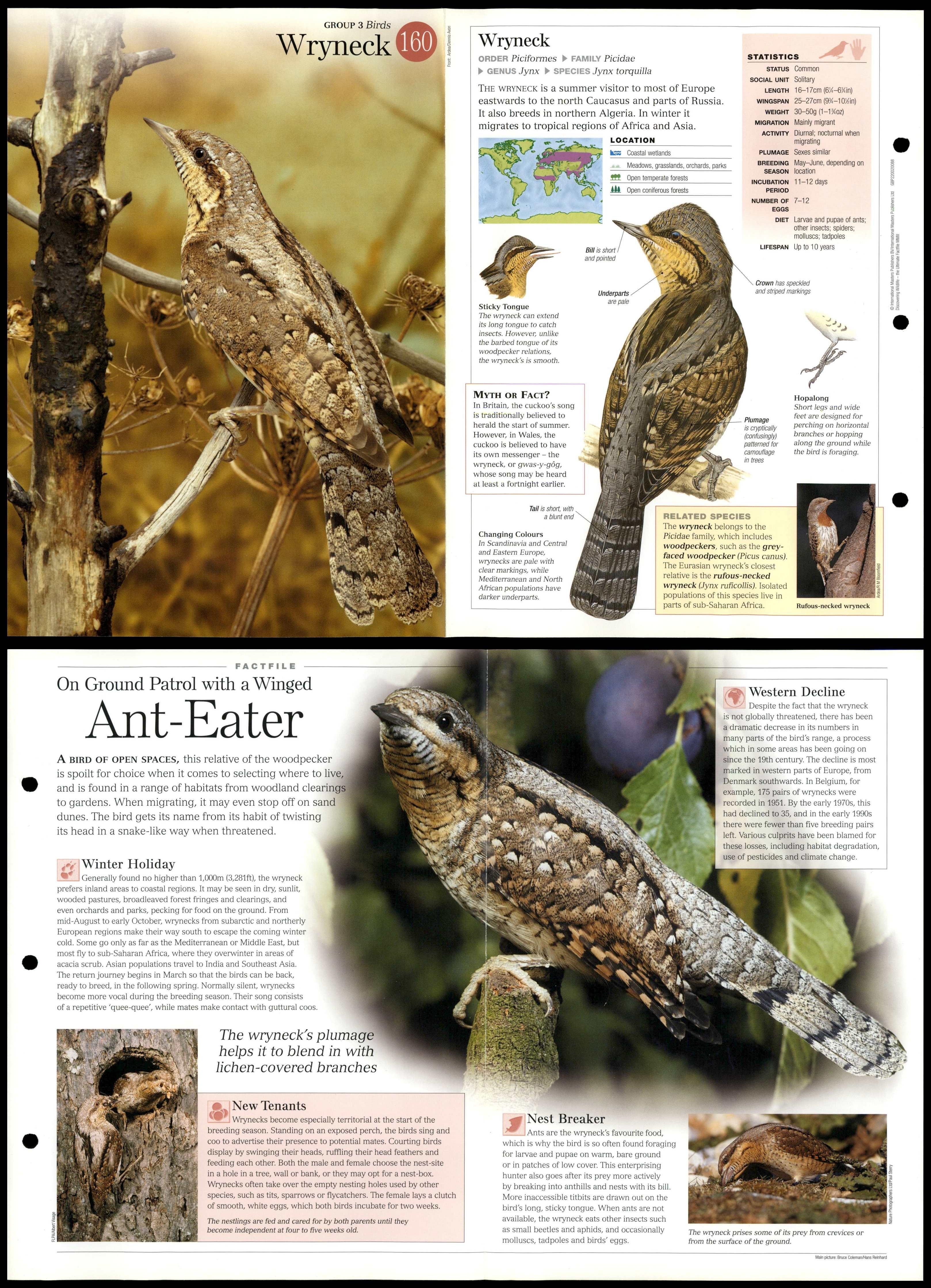 Wryneck #160 Birds - Discovering Wildlife Fact File Fold-Out Card