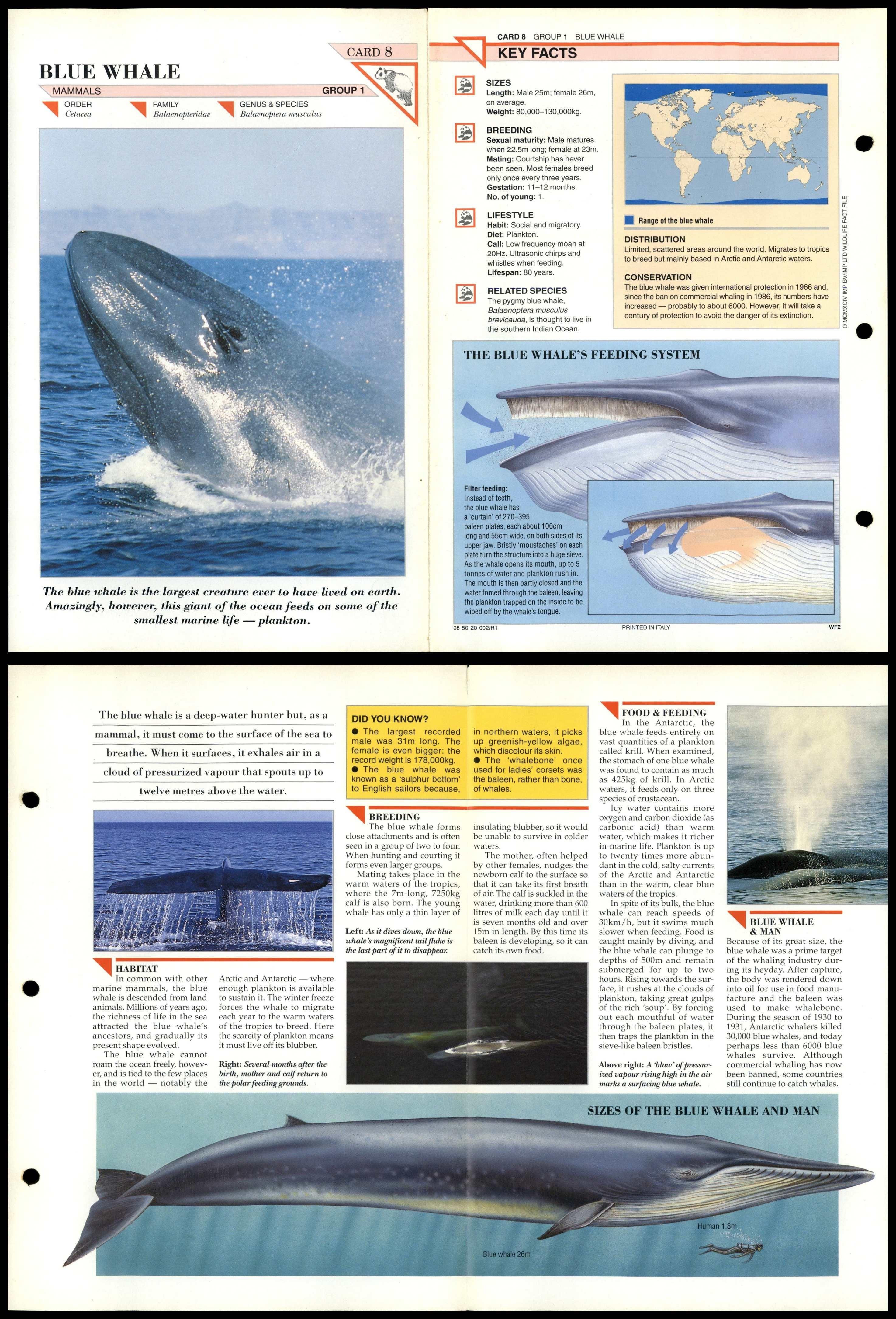 Fact File About Blue Whale