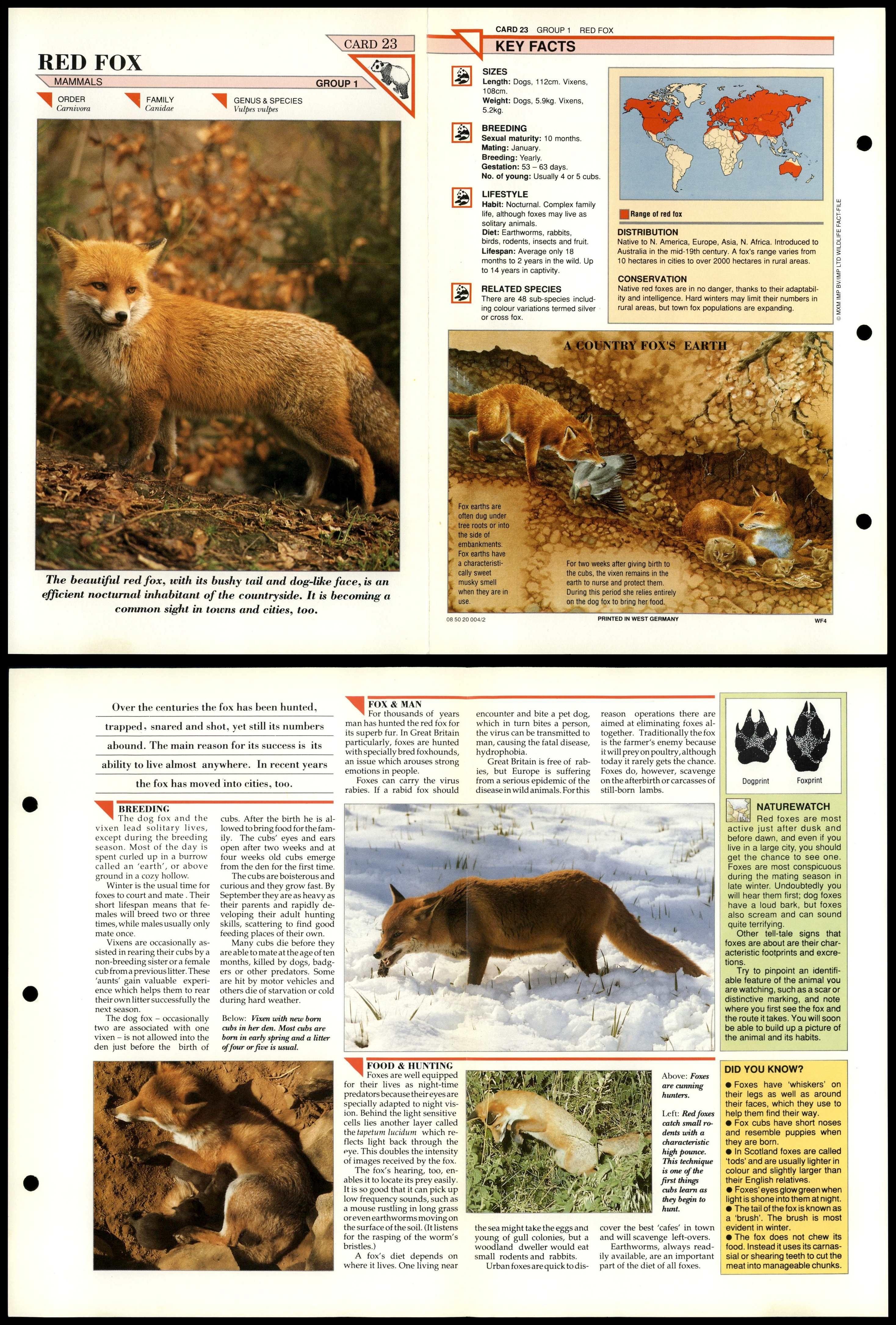 Red Fox #23 Mammals Wildlife Fact File Fold-Out Card