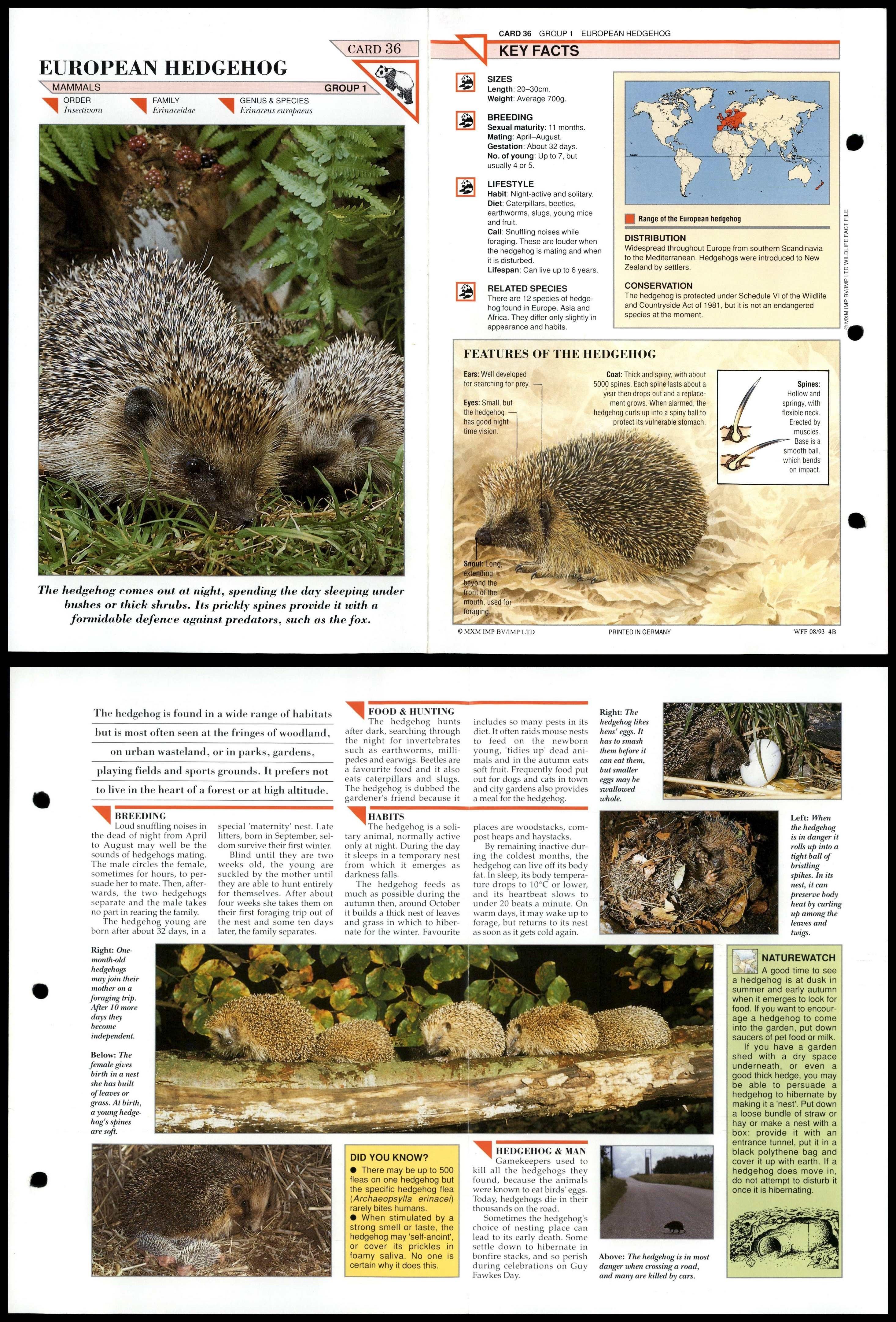 European Hedgehog #36 Mammals Wildlife Fact File Fold-Out Card