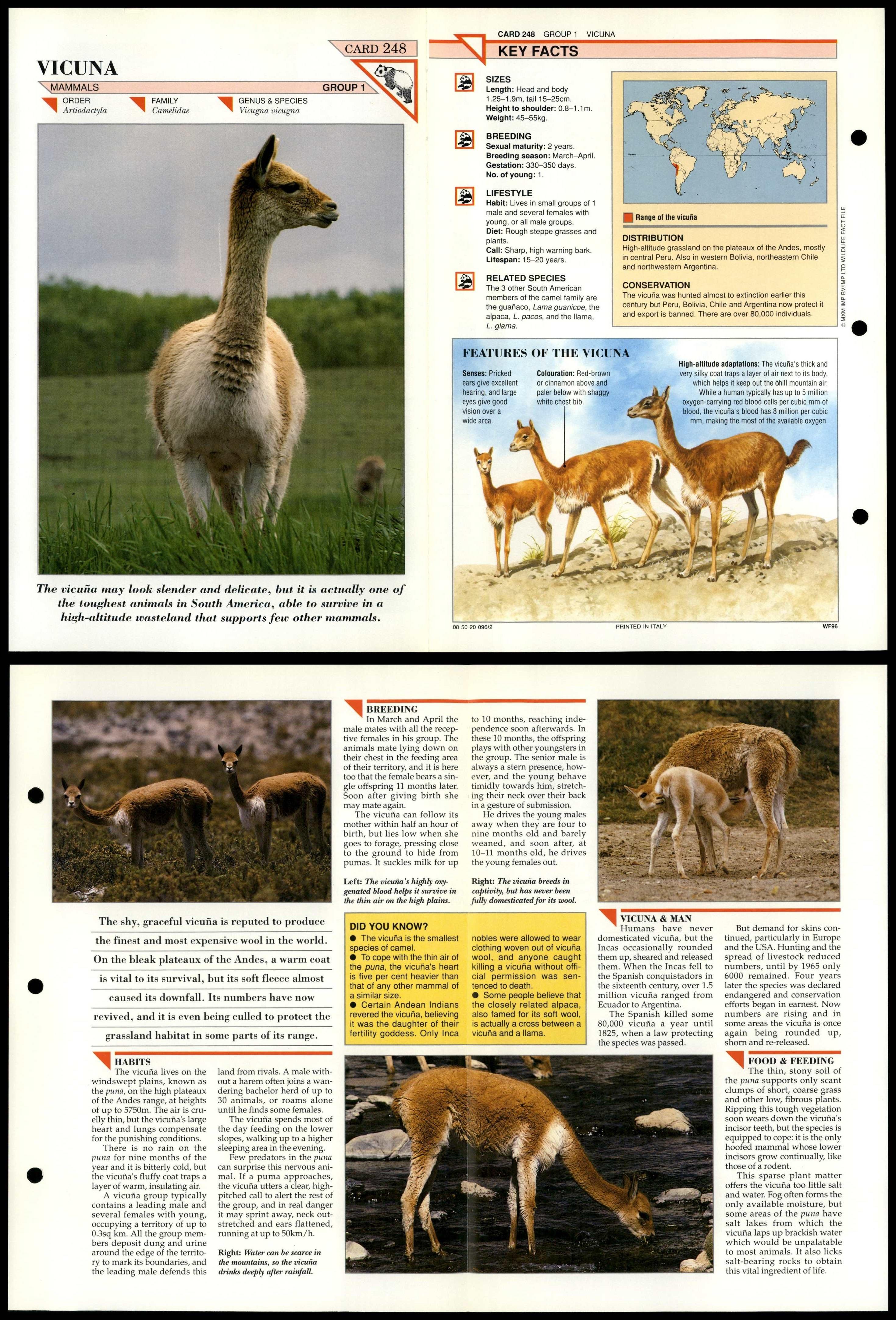 Vicuna #248 Mammals Wildlife Fact File Fold-Out Card
