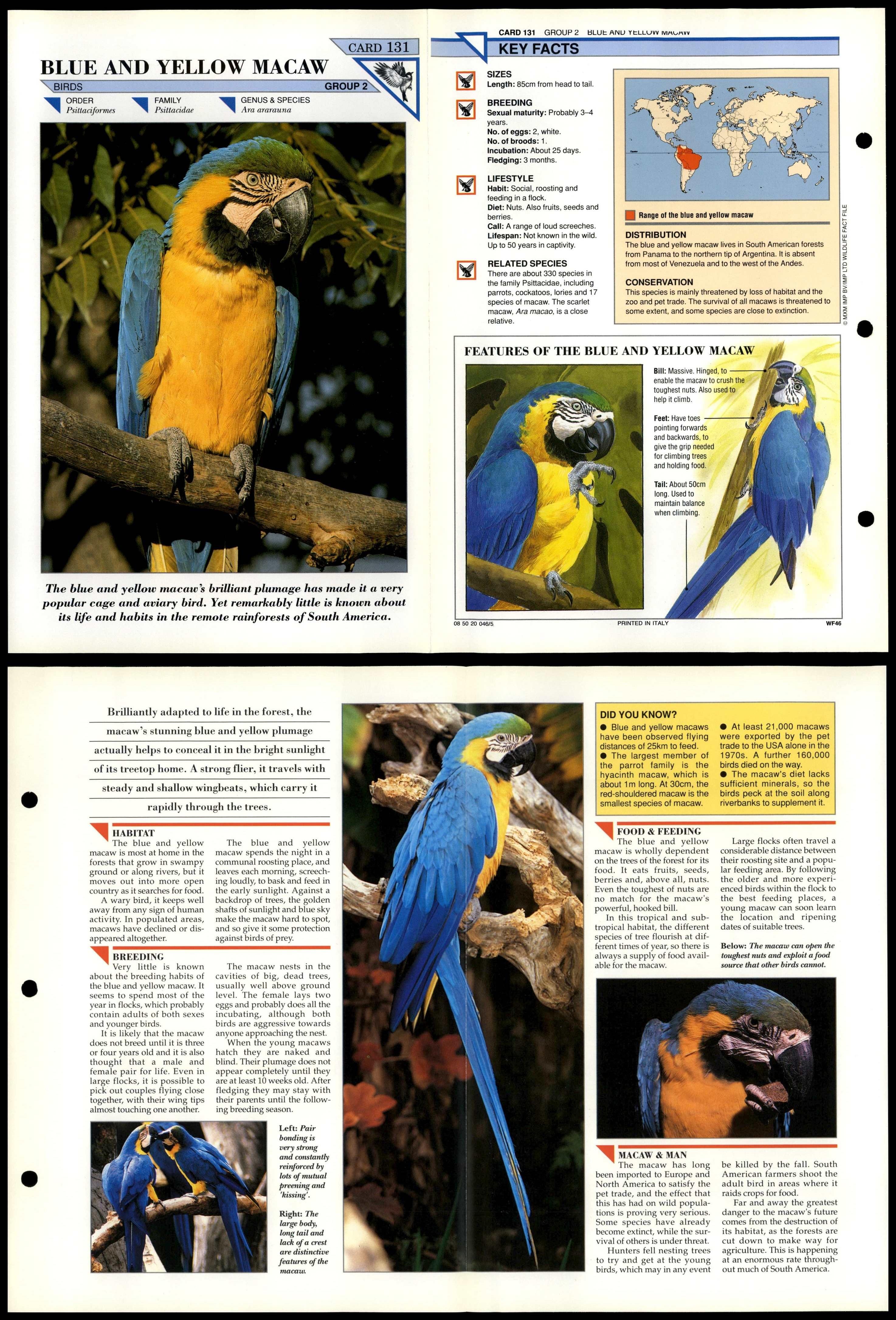 Blue & Yellow Macaw #131 Birds Wildlife Fact File Fold-Out Card