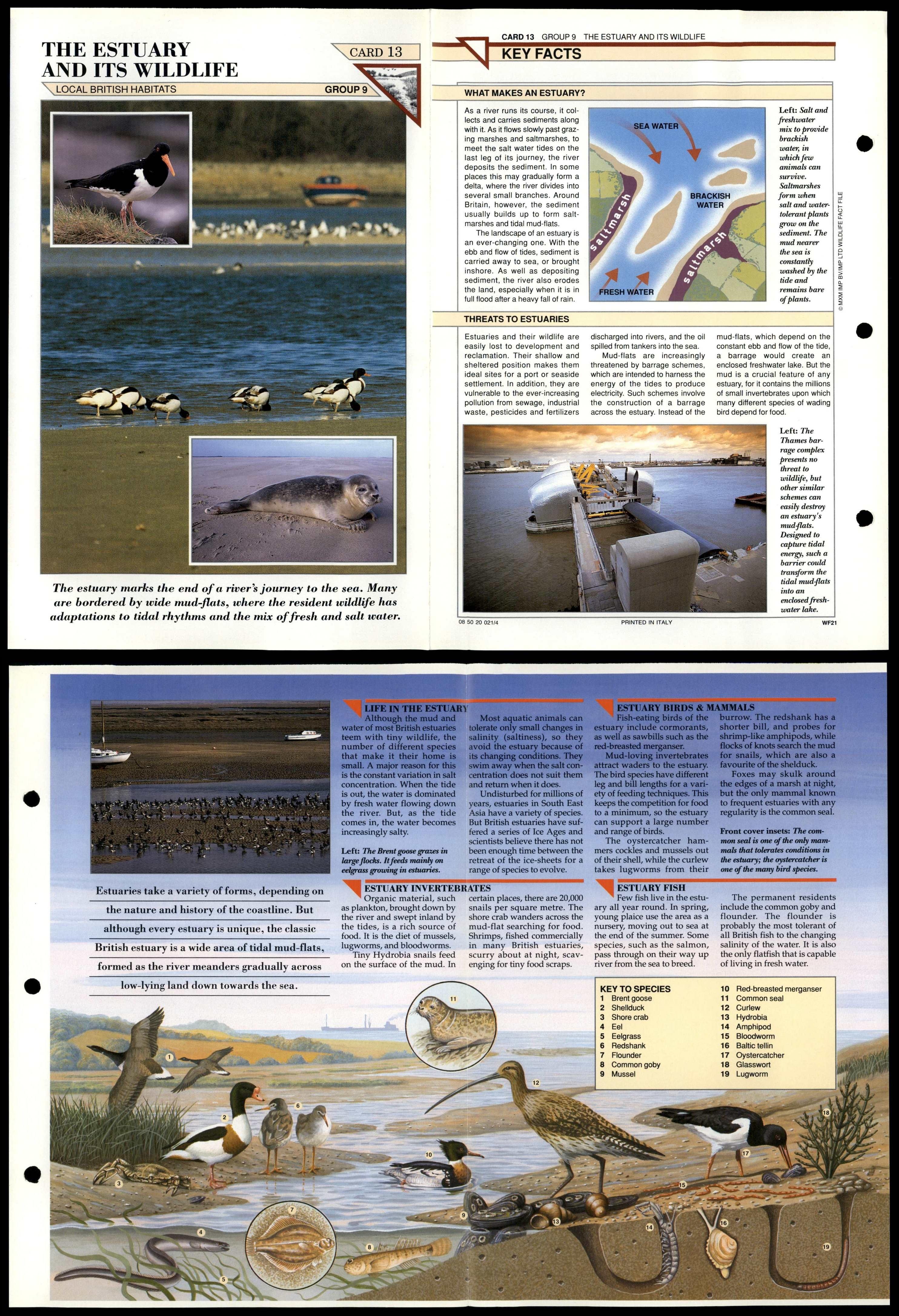 The Estuary & Its Wildlife #13 Habitats Wildlife Fact File Fold-Out Card