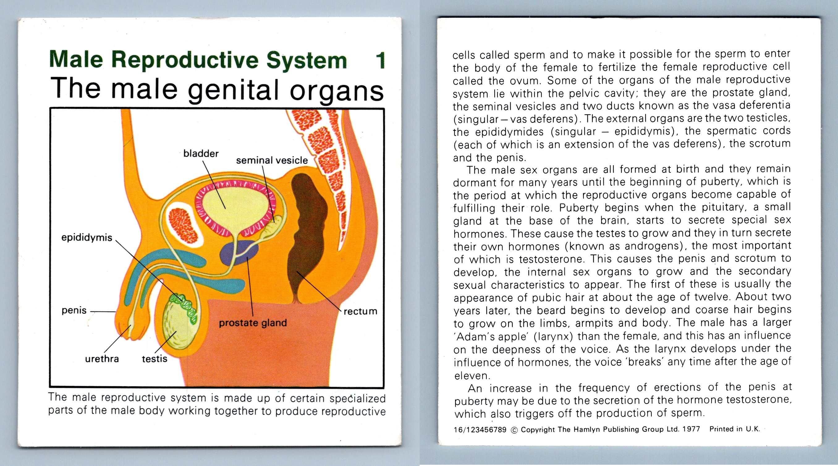 Genital Organs #1 Male Home Medical Guide 1975-8 Hamlyn Card