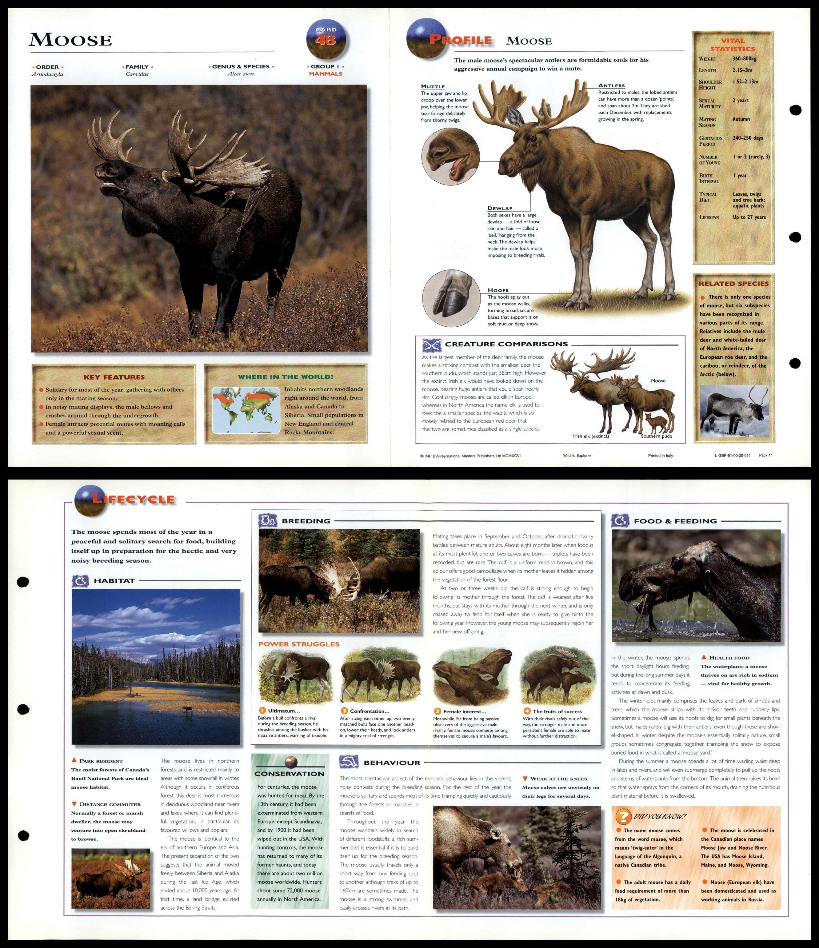 Moose #48 Mammals - Wildlife Explorer Fold-Out Card