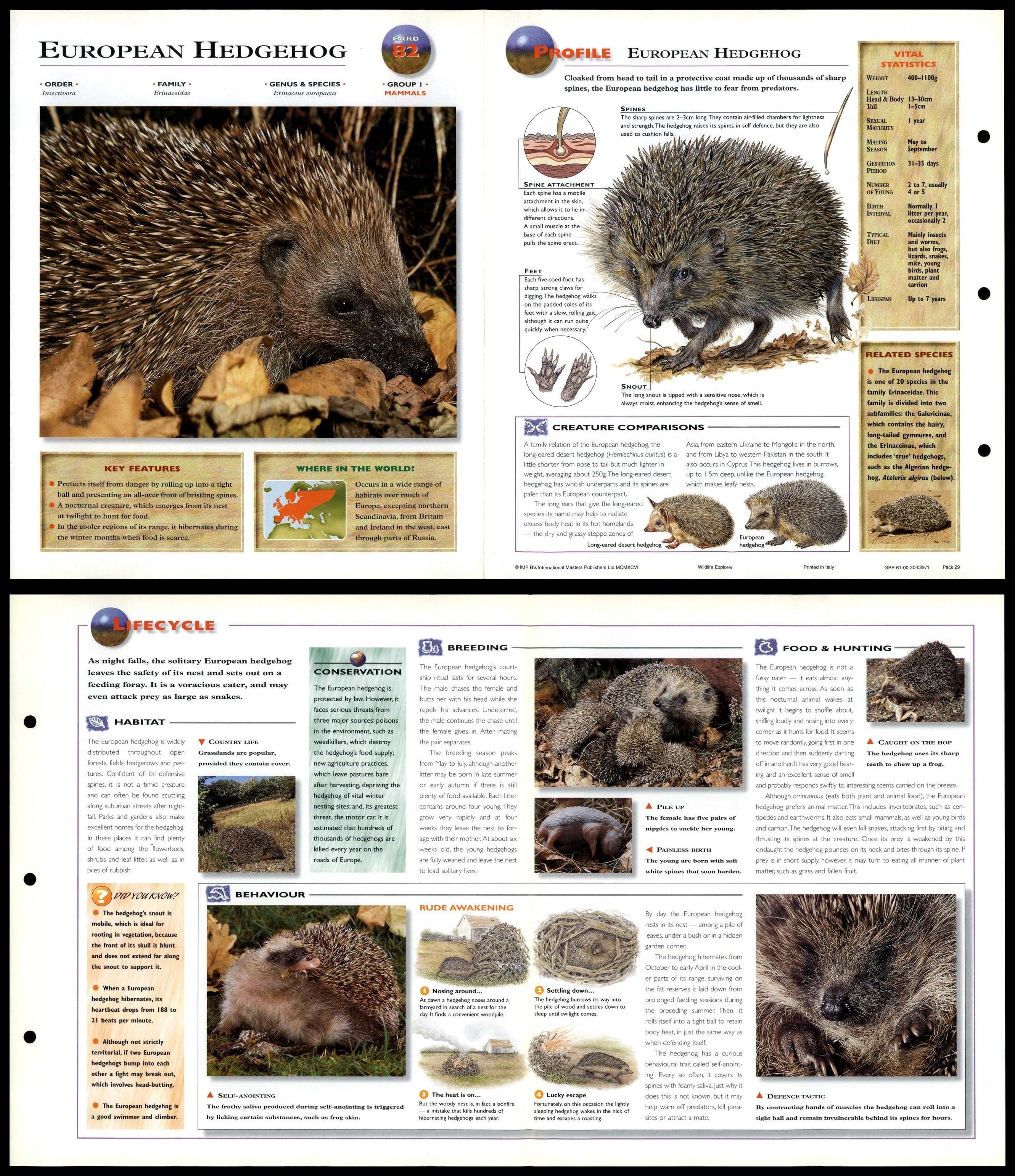 European Hedgehog #82 Mammals - Wildlife Explorer Fold-Out Card