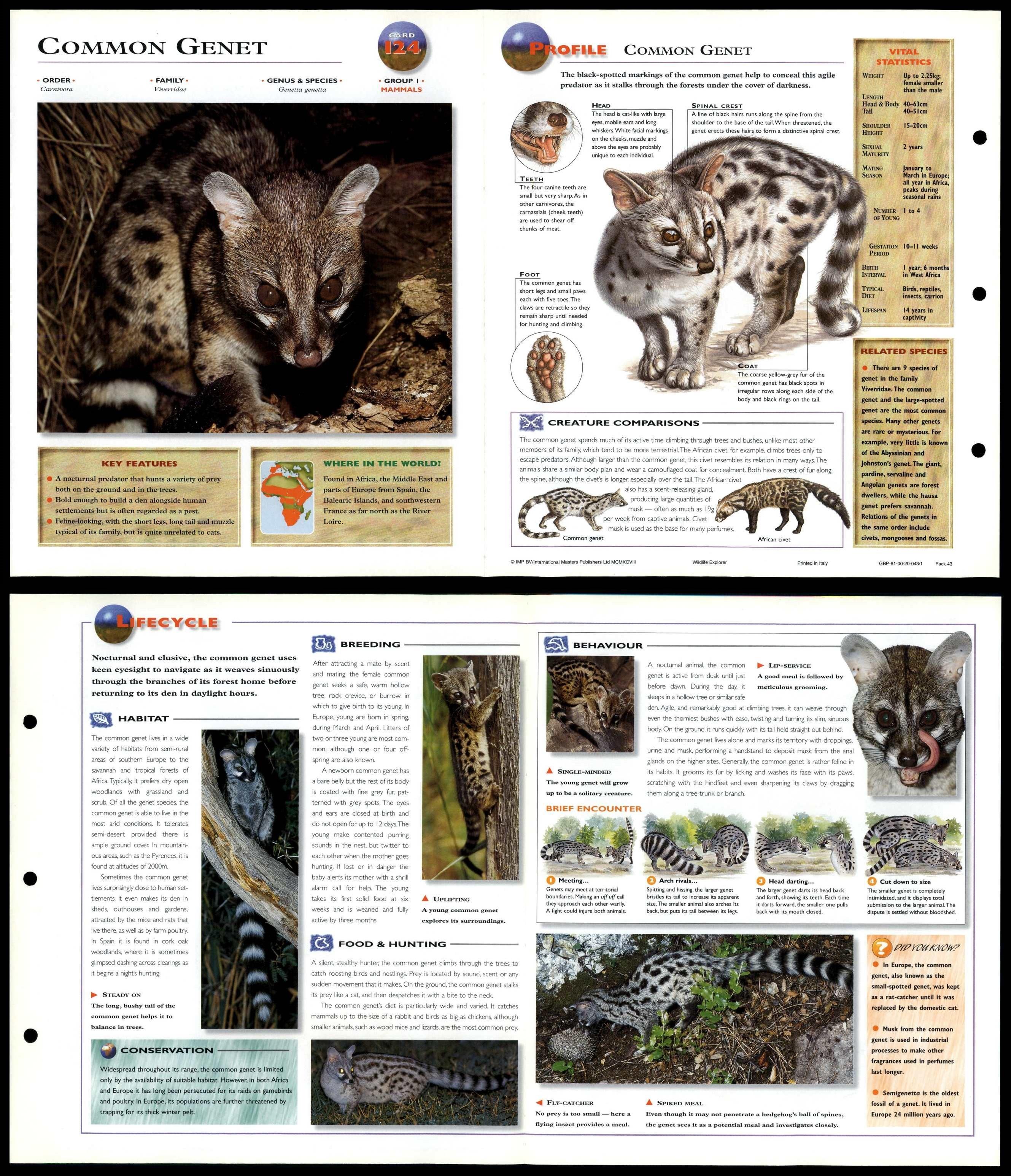 Common Genet #124 Mammals - Wildlife Explorer Fold-Out Card