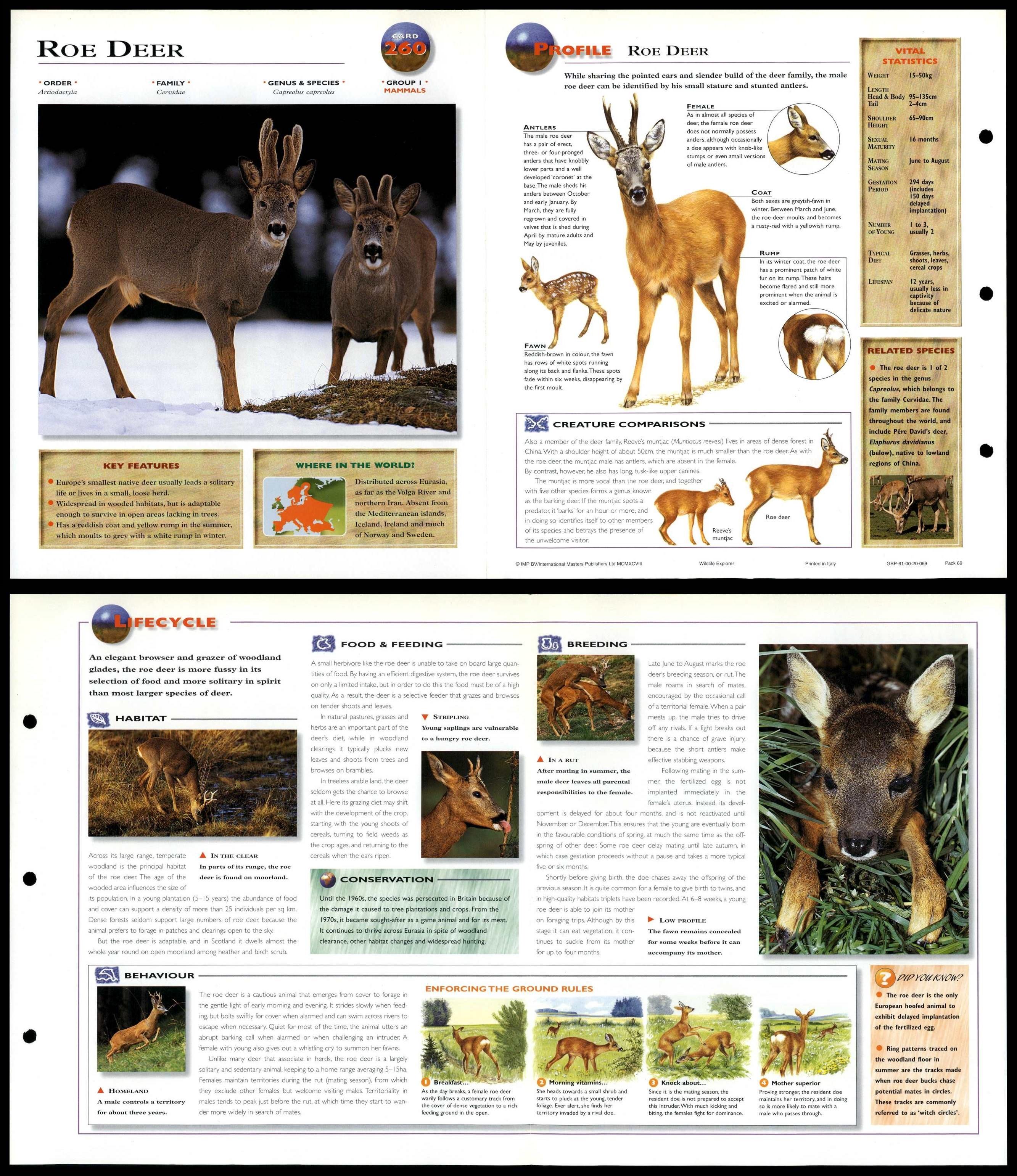 Roe Deer #260 Mammals - Wildlife Explorer Fold-Out Card