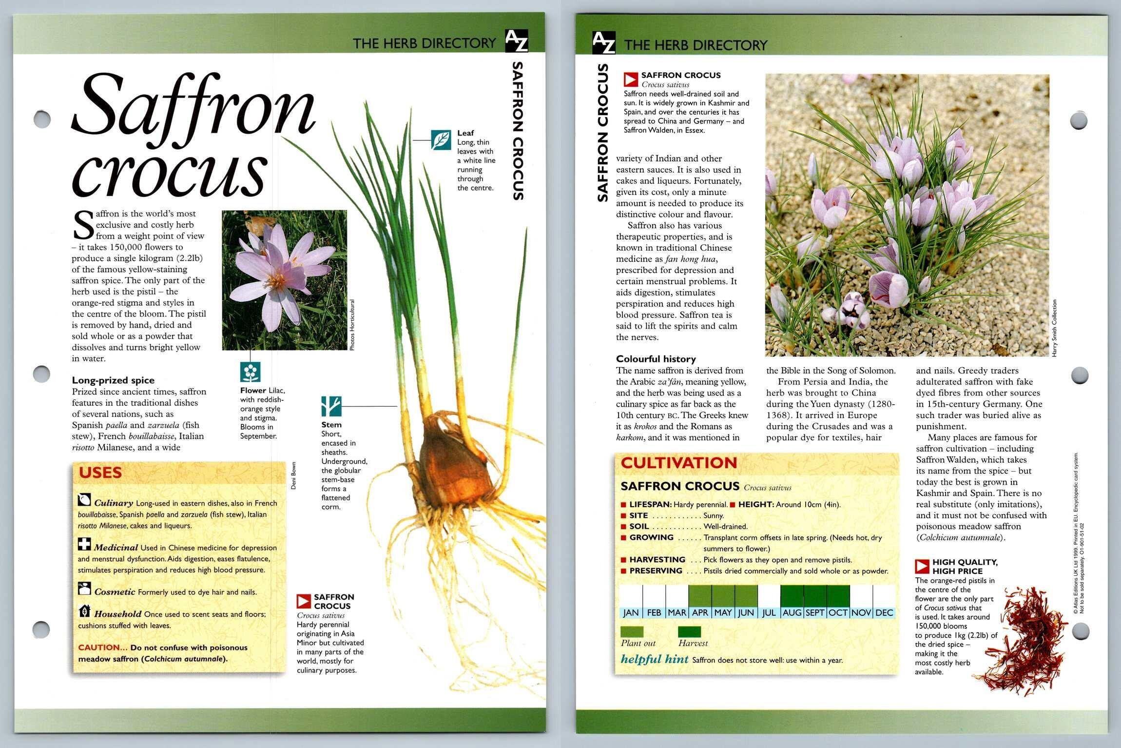 Meadow Saffron Flower Meaning | Best Flower Site