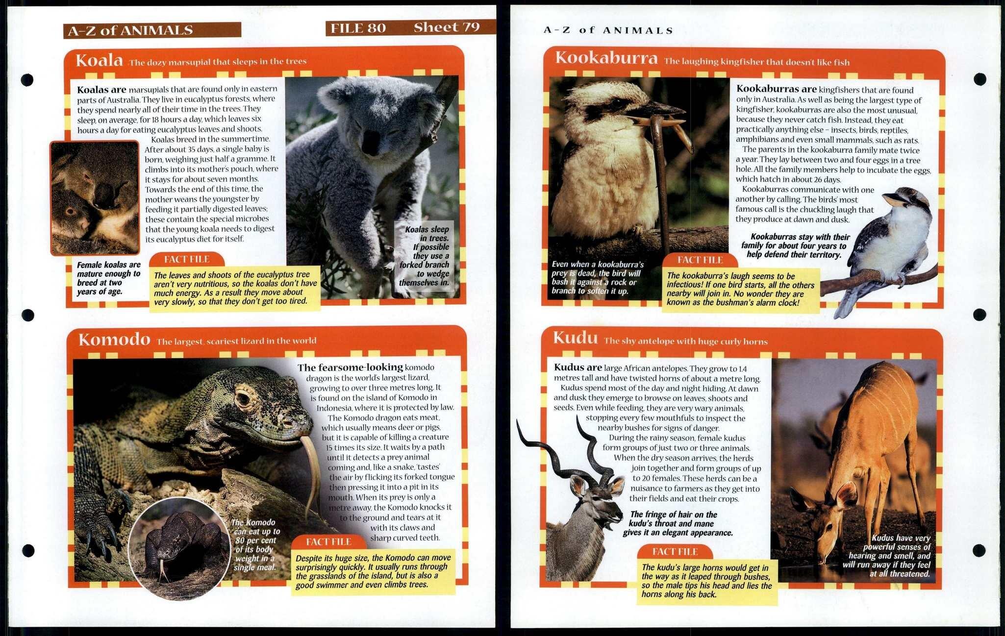 Koala - Kudu #79 A-Z Animals, Animals, Animals Fact File Page