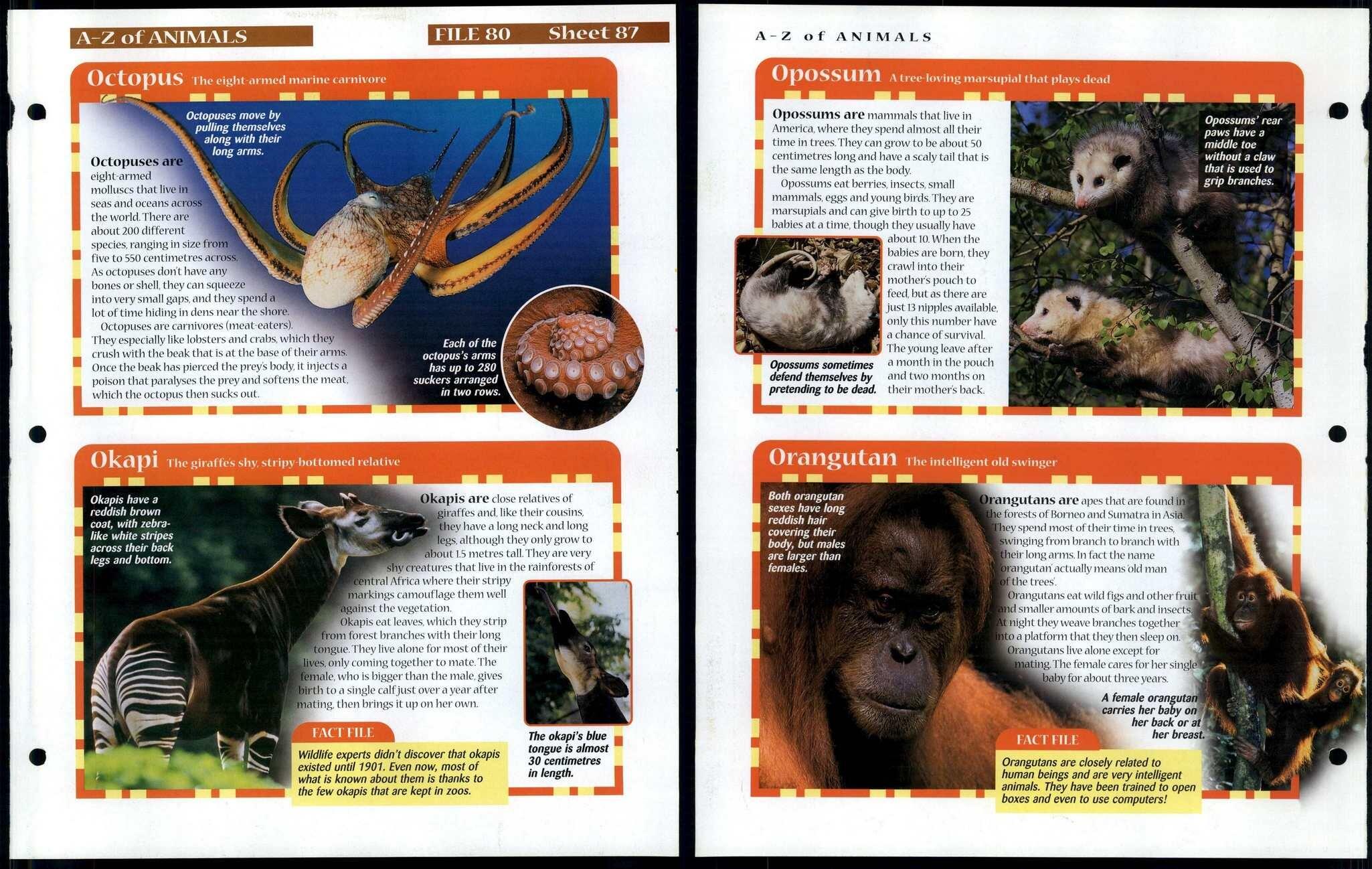 Octopus - Orangutan #87 A-Z Animals, Animals, Animals Fact File Page