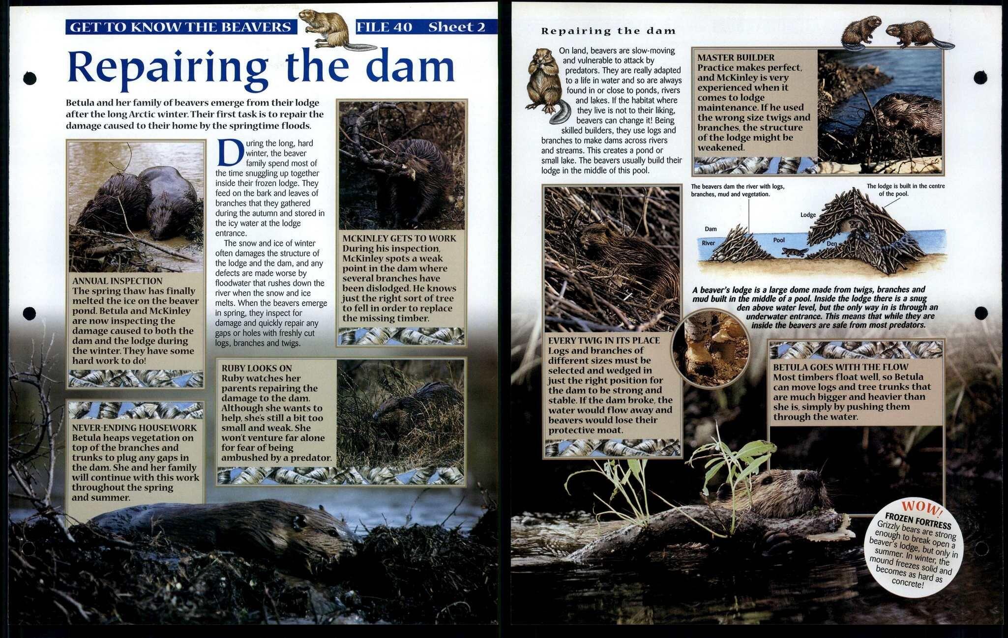 Repairing The Dam #2 Get To Know Animals, Animals, Animals Fact File Page