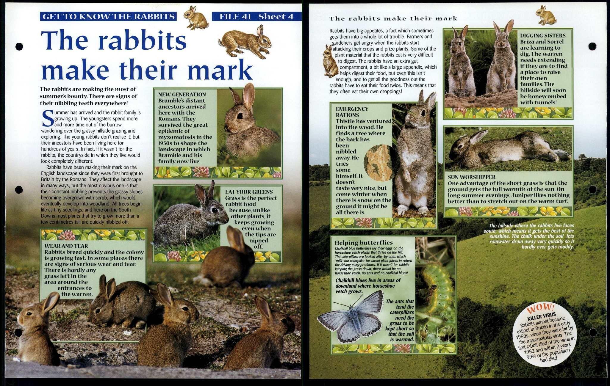 Rabbits Make Mark #4 Get To Know Animals, Animals, Animals Fact File Page