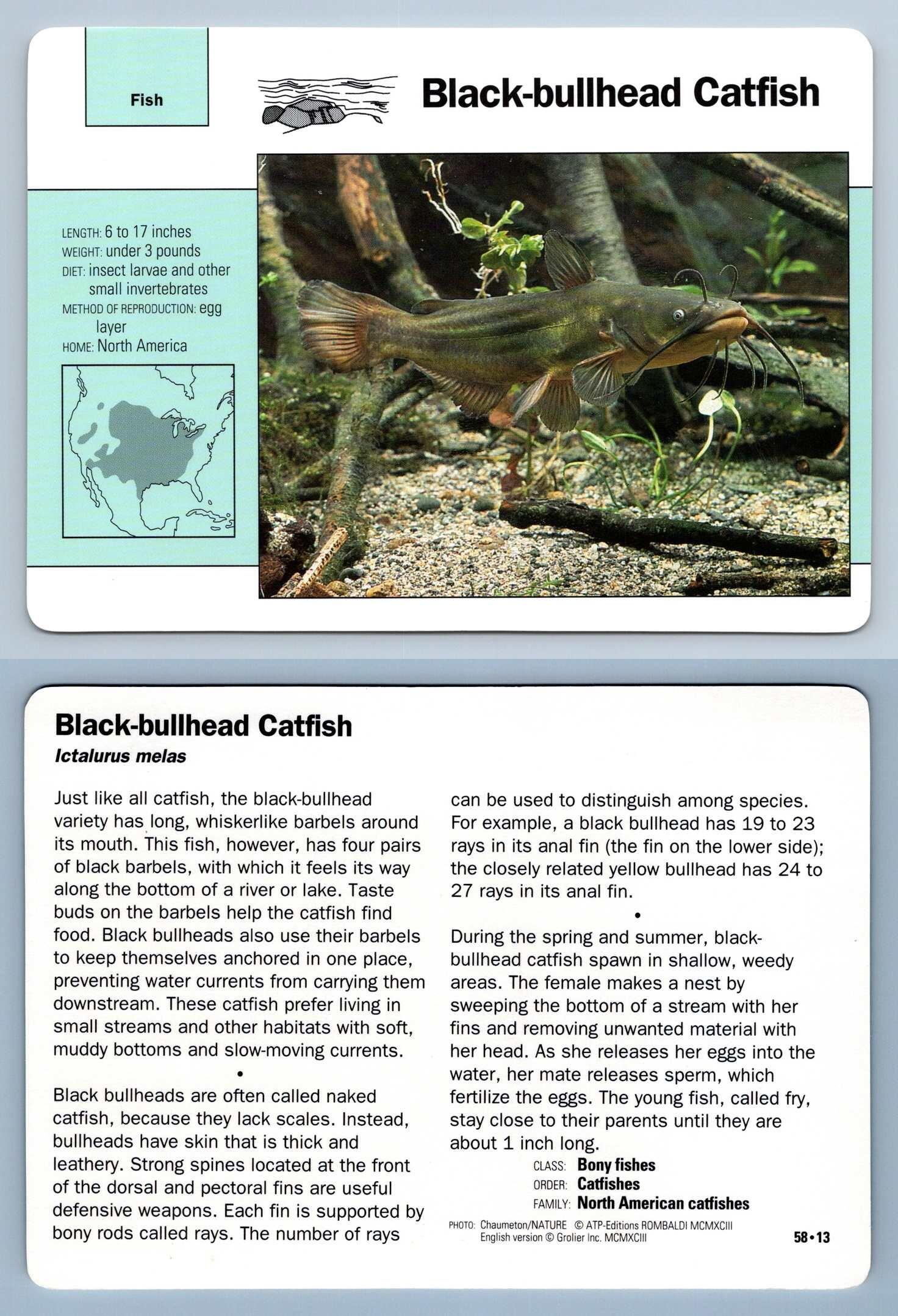 Black-Bullhead Catfish #58.13 Fish - Grolier Wildlife Adventure Card