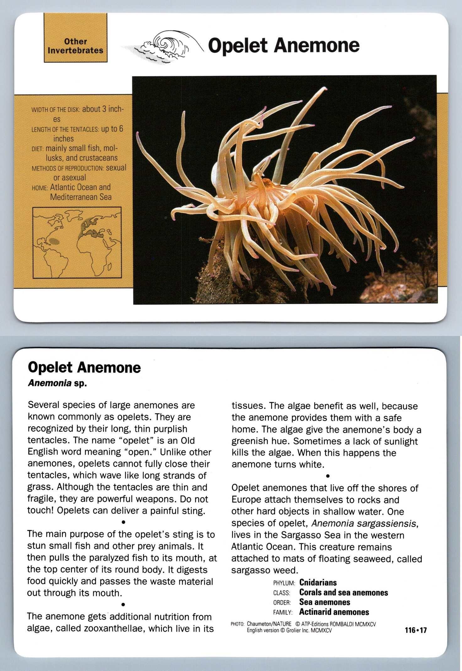 Opelet Anemone #116.17 Other Invertebrates - Grolier Wildlife Adventure ...
