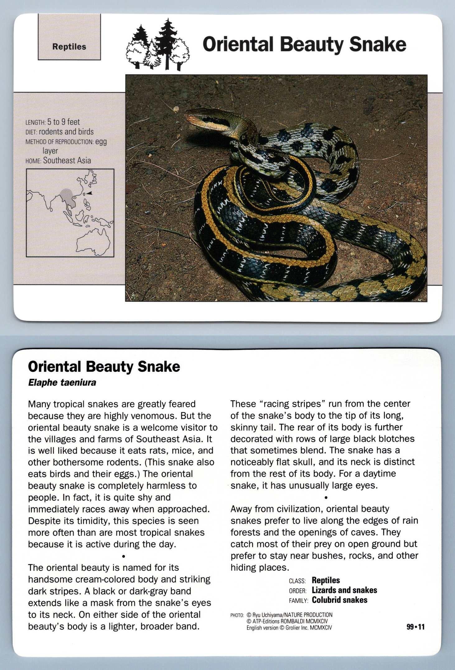 Oriental Beauty Snake #99.11 - Reptiles - Grolier Wildlife Adventure Card