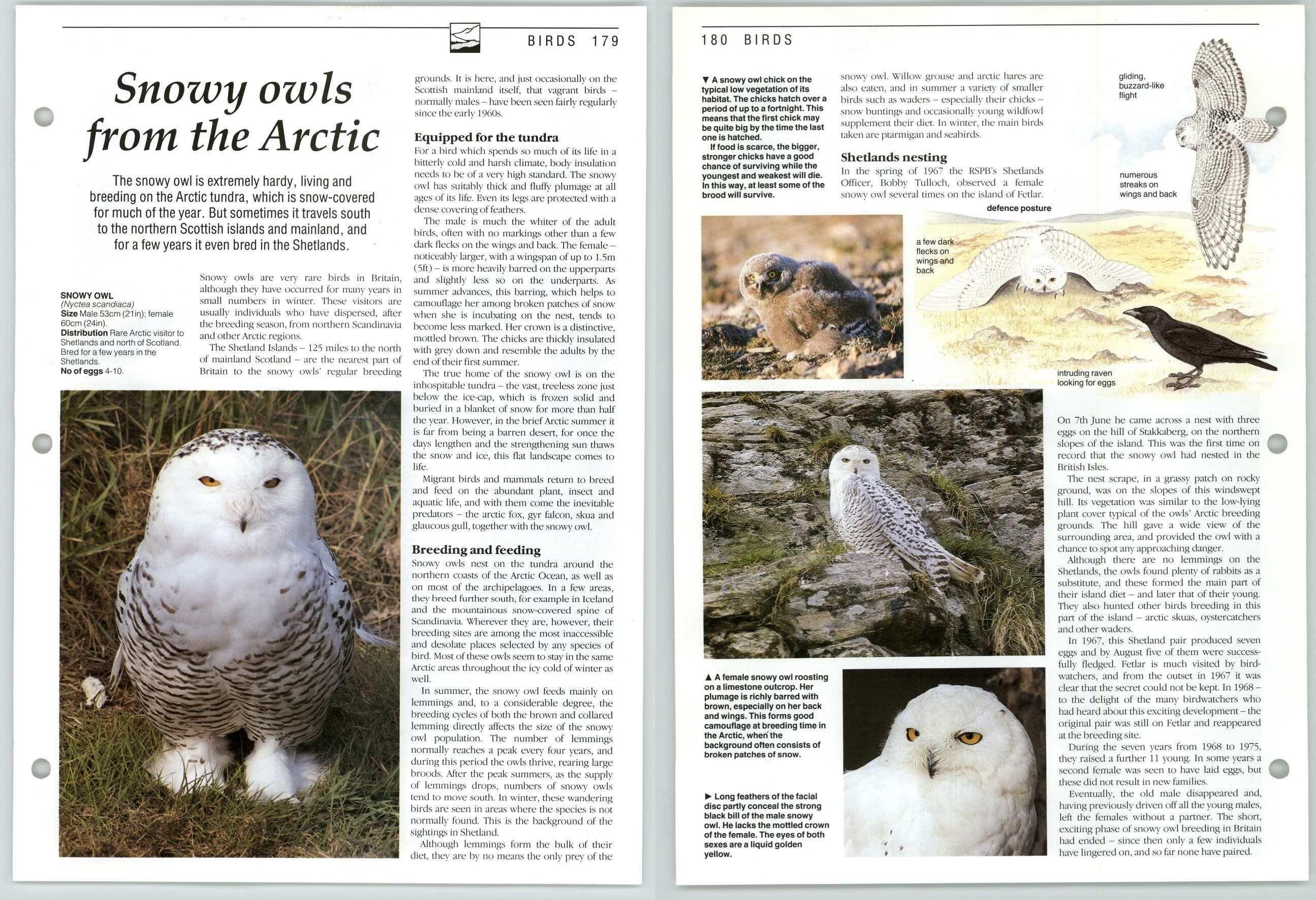 Snowy Owls From The Arctic - Birds - The Living Countryside Page
