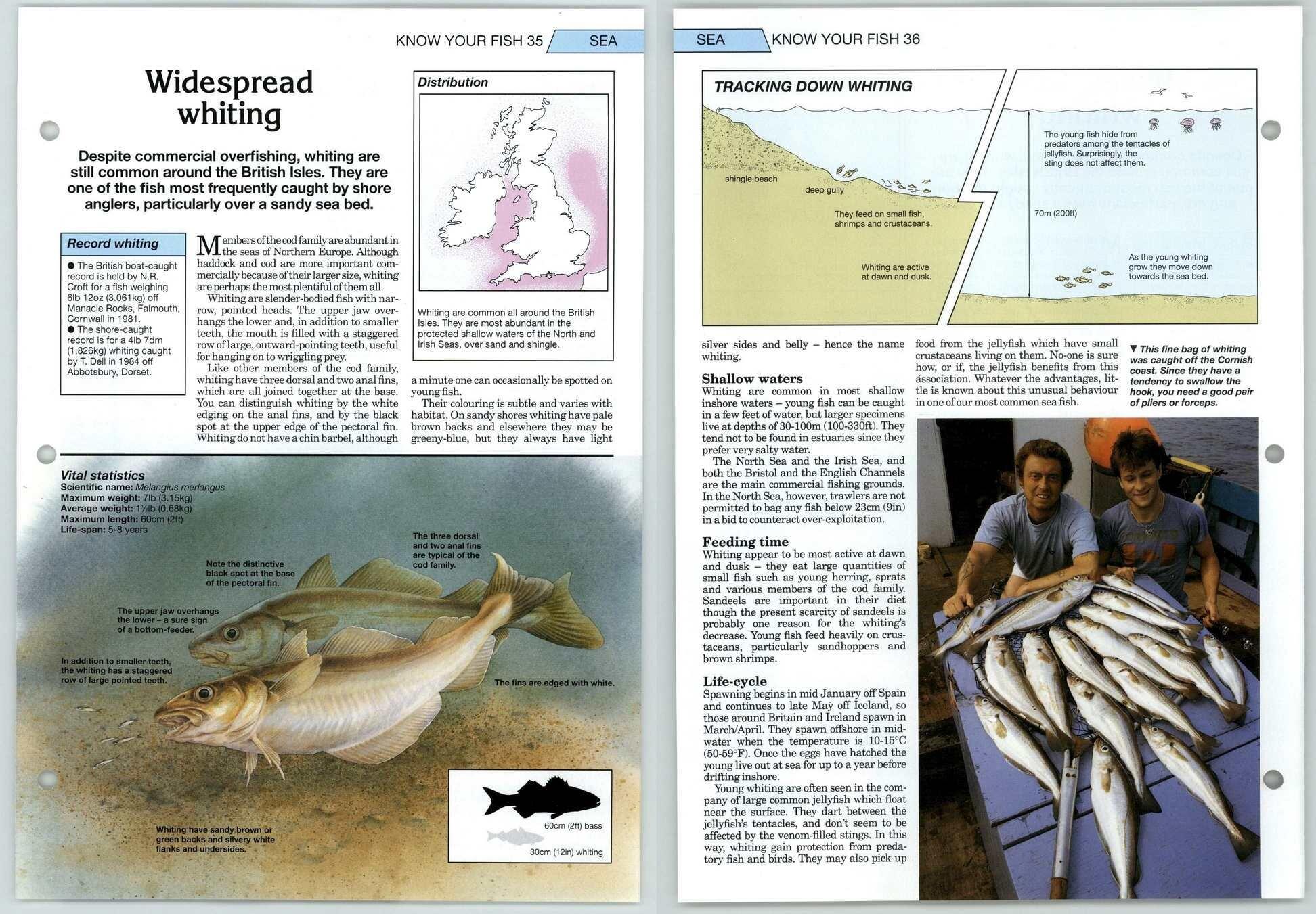 Widespread Whiting - Sea Know Your Fish - The Art Of Fishing Page