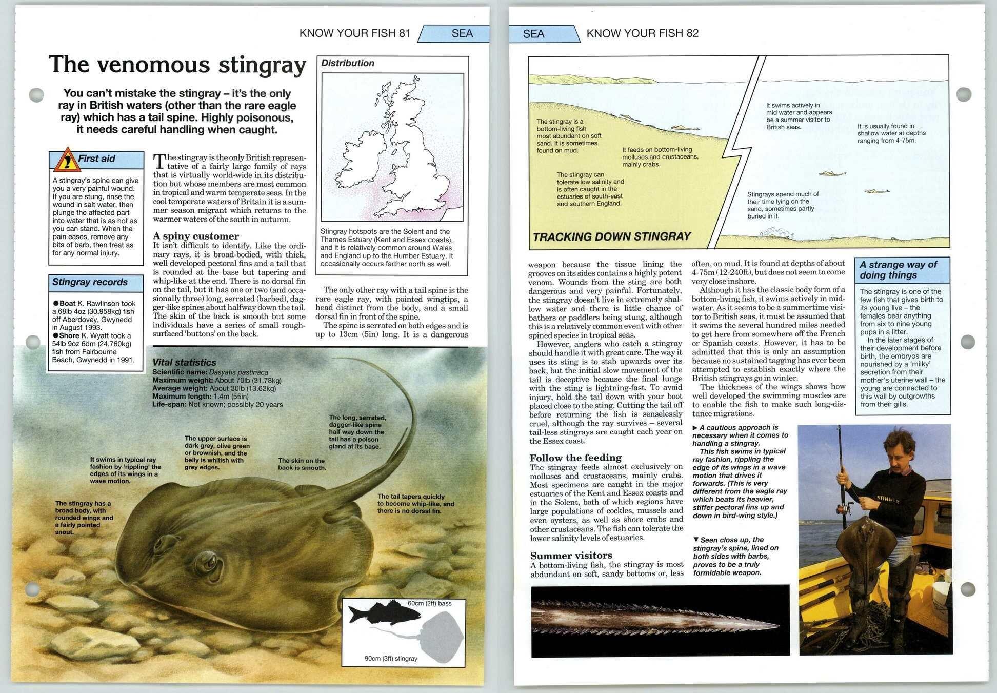 Venomous Stingray - Sea Know Your Fish - The Art Of Fishing Page