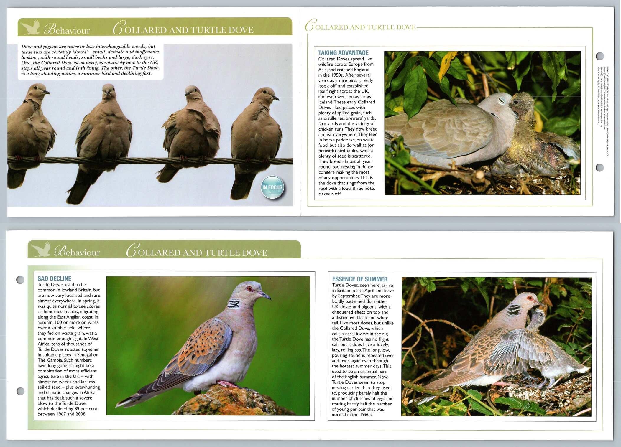 Collared & Turtle Dove - Behaviour - Birds Of Britain Atlas Editions ...