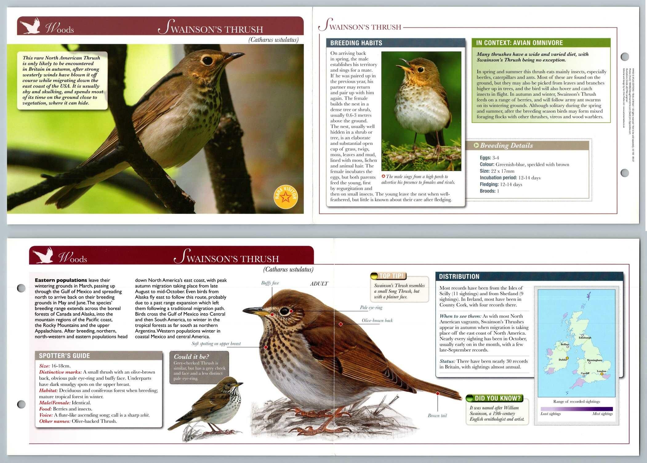 Swainson's Thrush - Woods - Birds Of Britain Atlas Editions Fold Out Card
