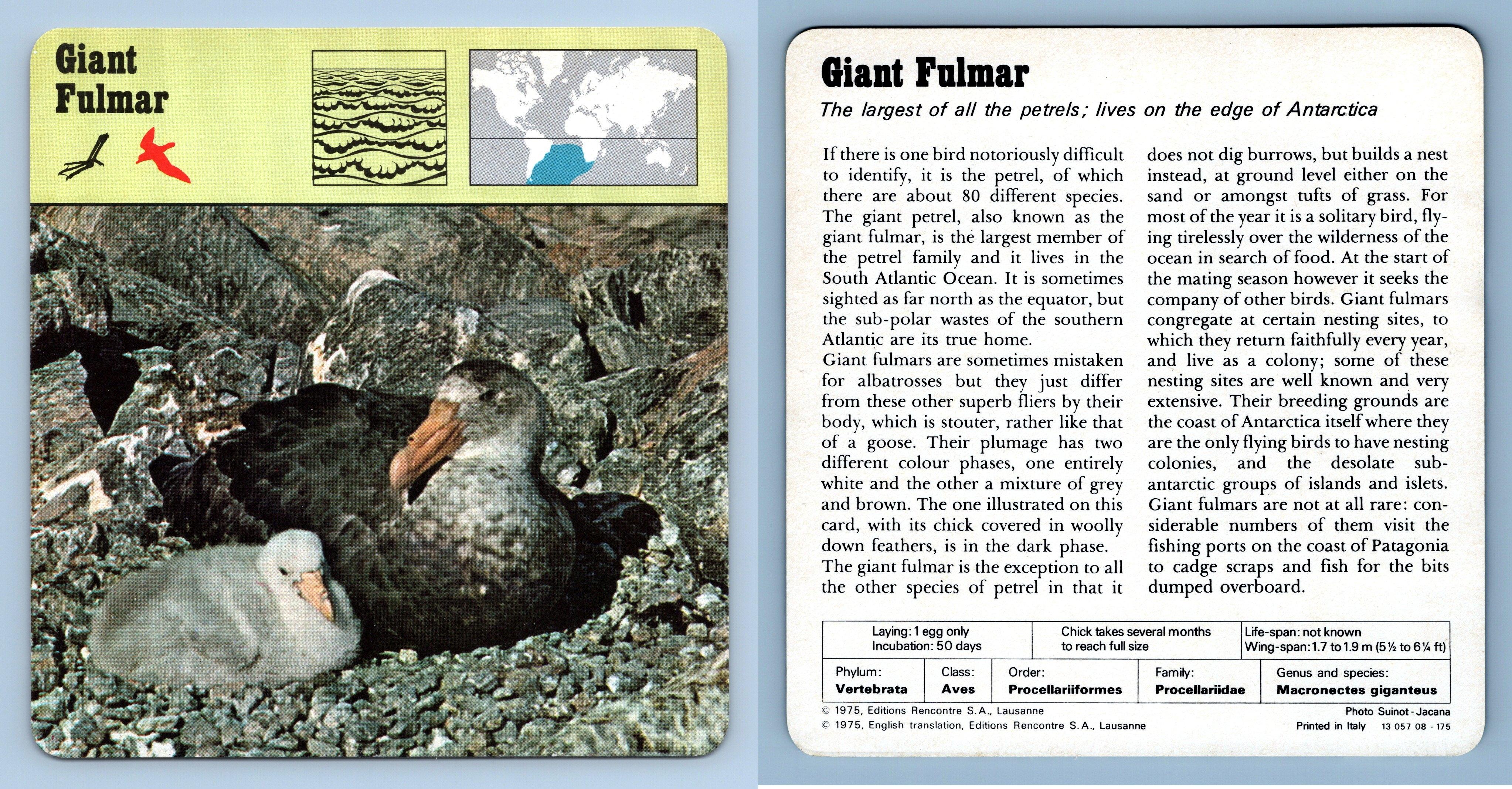 Giant Fulmar - Birds -1970's Rencontre Safari Wildlife Card